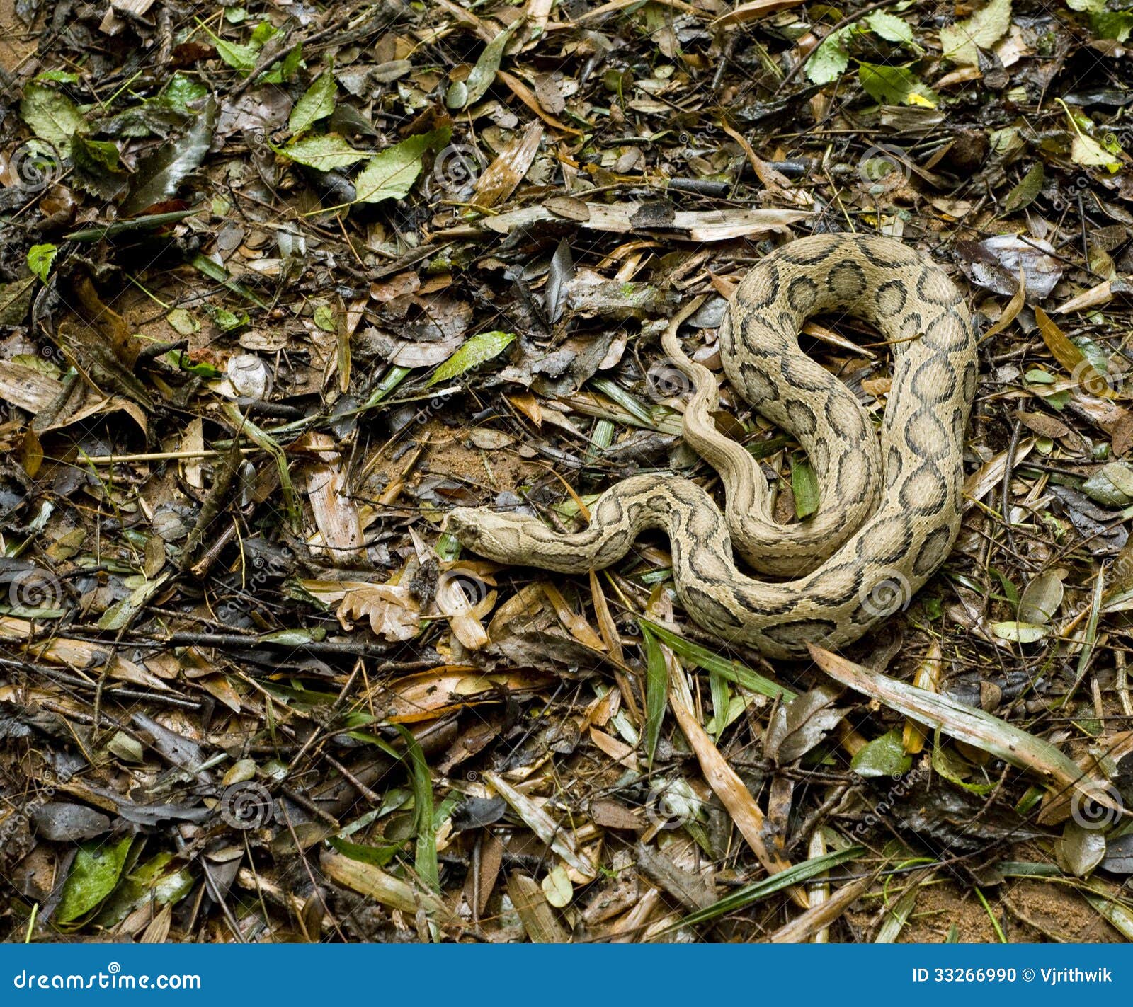 Coiled snake on ground stock photo. Image of overhead - 33266990