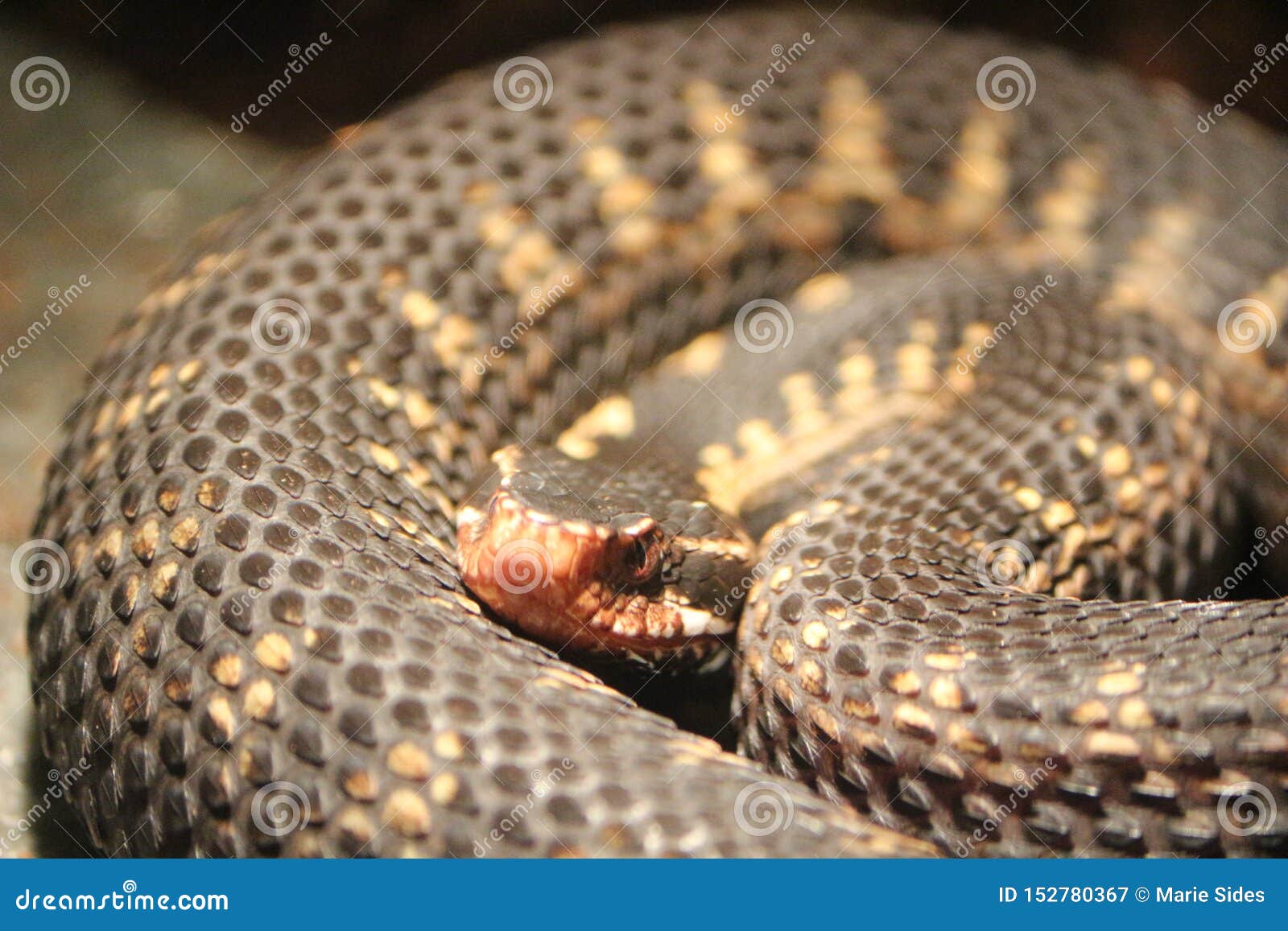 A coiled snake stock image. Image of nature, bite, snake - 152780367