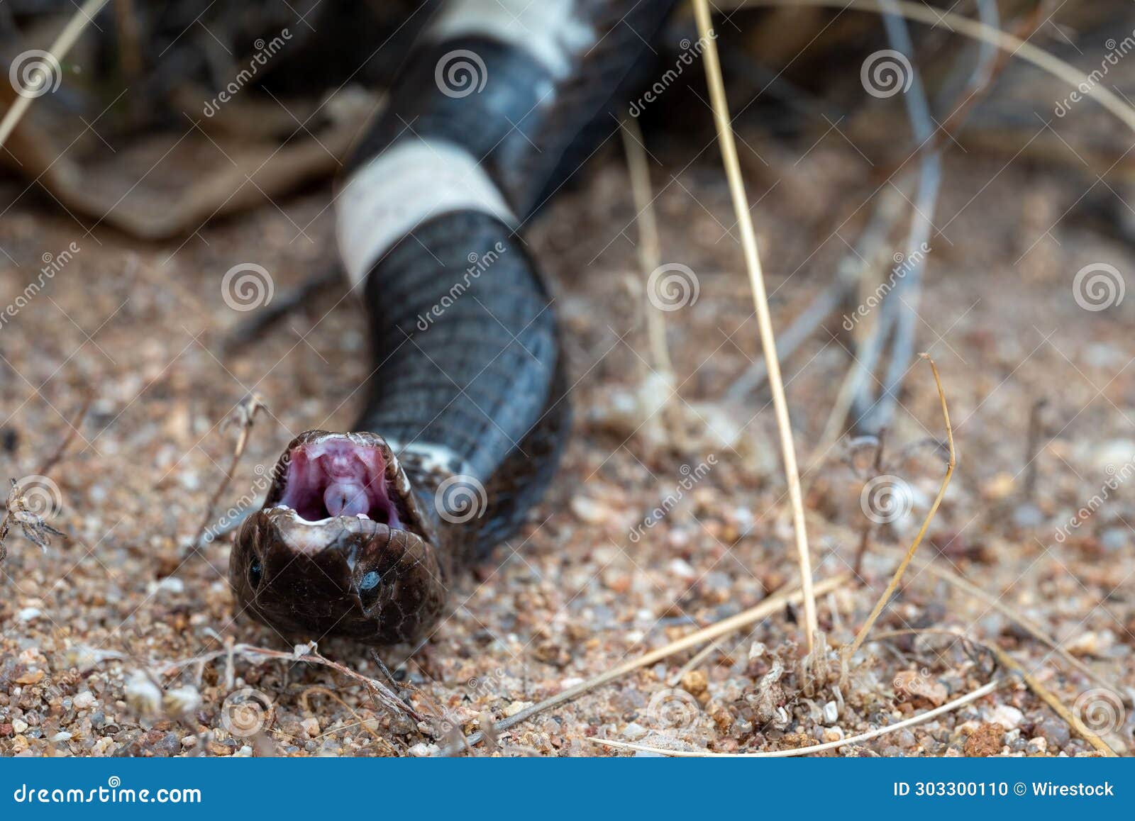 Snake Resting on the Ground in a Menacing Pose Stock Photo - Image of ...