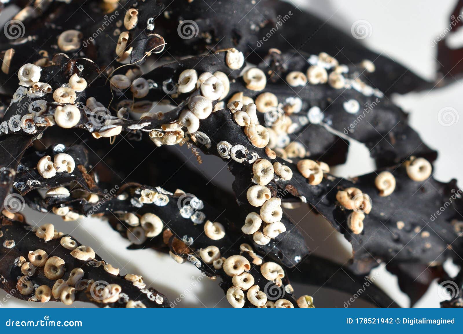 Coiled Spiral Shells Spirorbis Worm Stock Photo - Image of plant ...