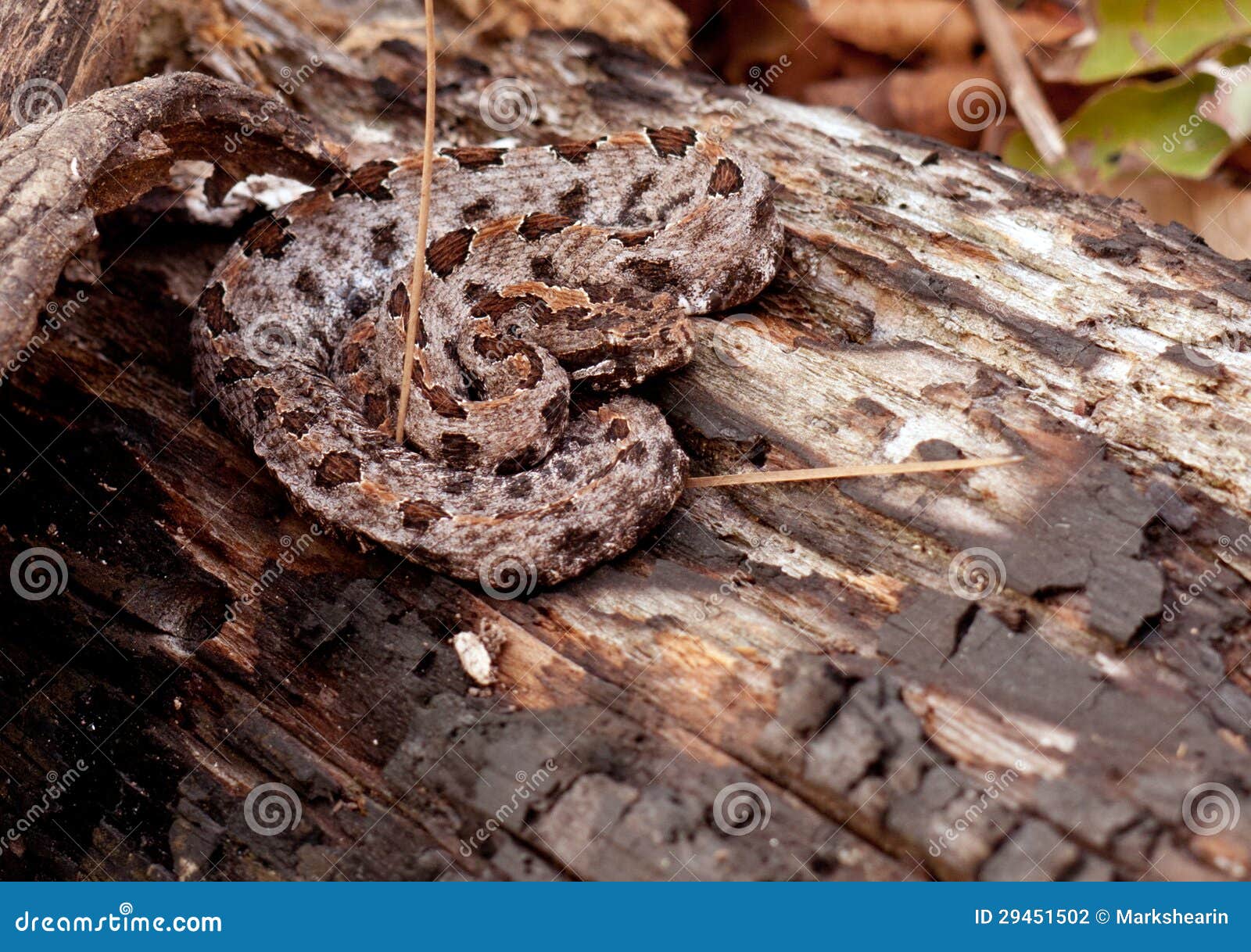 Coiled Timber Rattlesnake stock photo. Image of young - 29451502