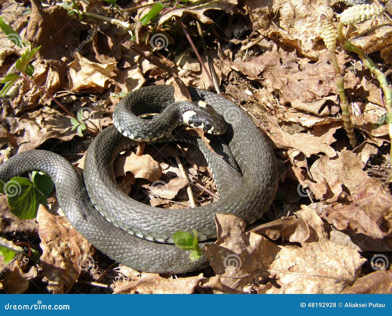 Coiled up grass snake stock photo. Image of coil, grey - 48192928