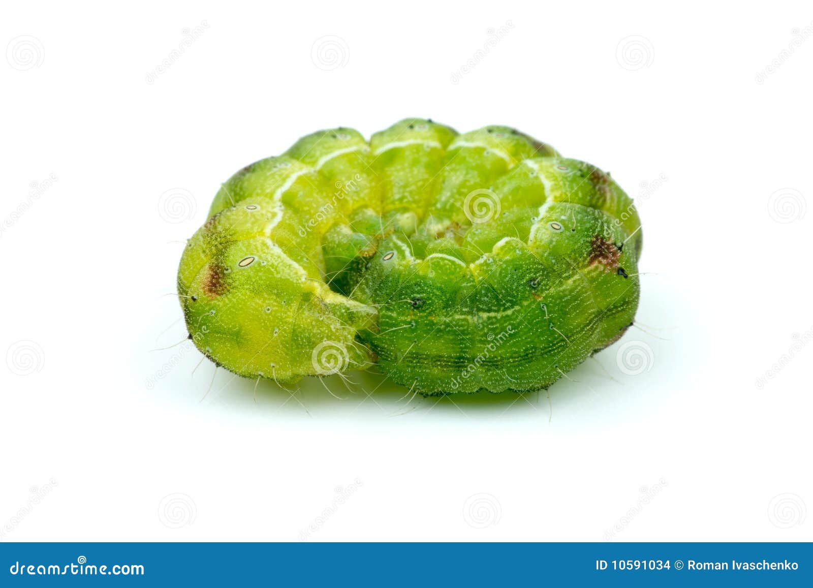 Coiled Caterpillar Beetle On A Soil Stock Image | CartoonDealer.com ...