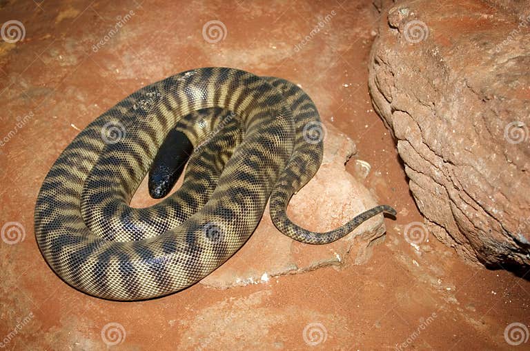 Coiled up Taipan stock photo. Image of tiapan, pattern - 11942366