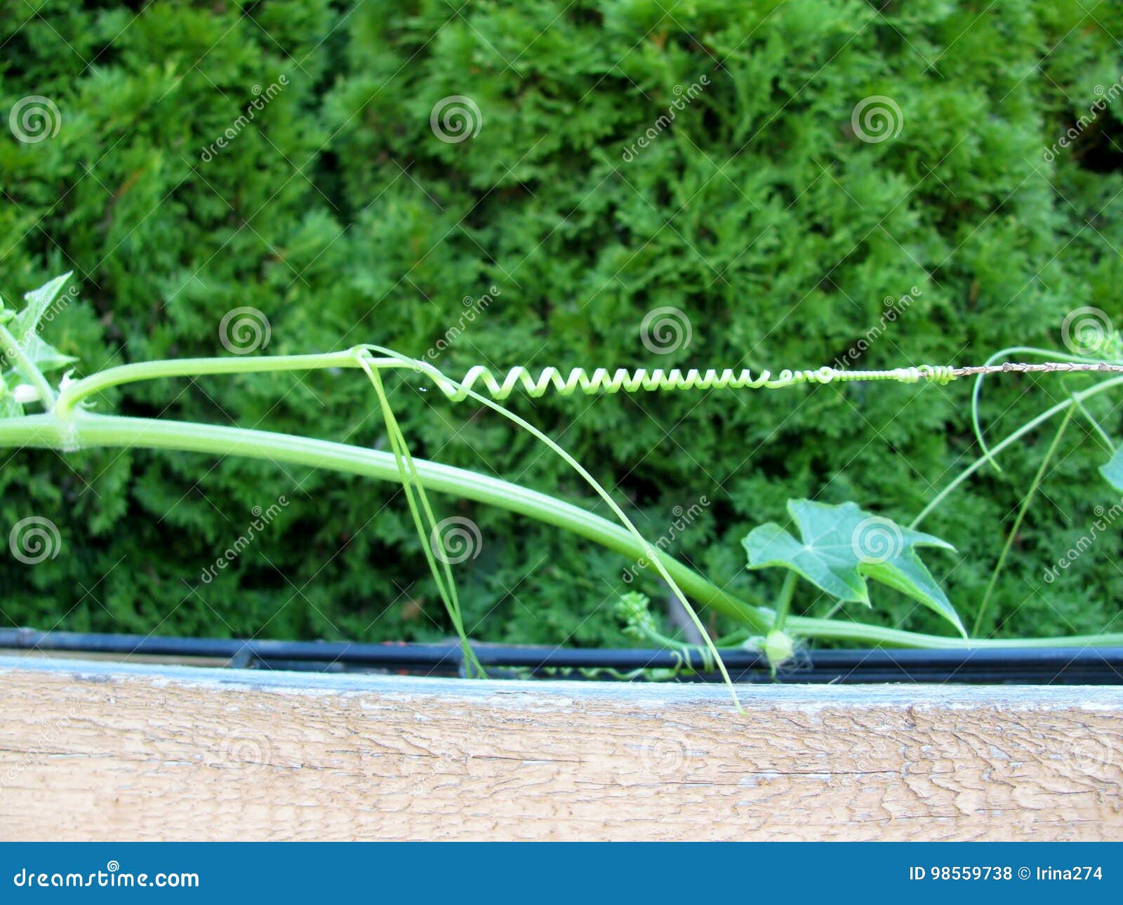 Coiled Vine Tendril Close-up Stock Photo - Image of coils, crawl: 98559738