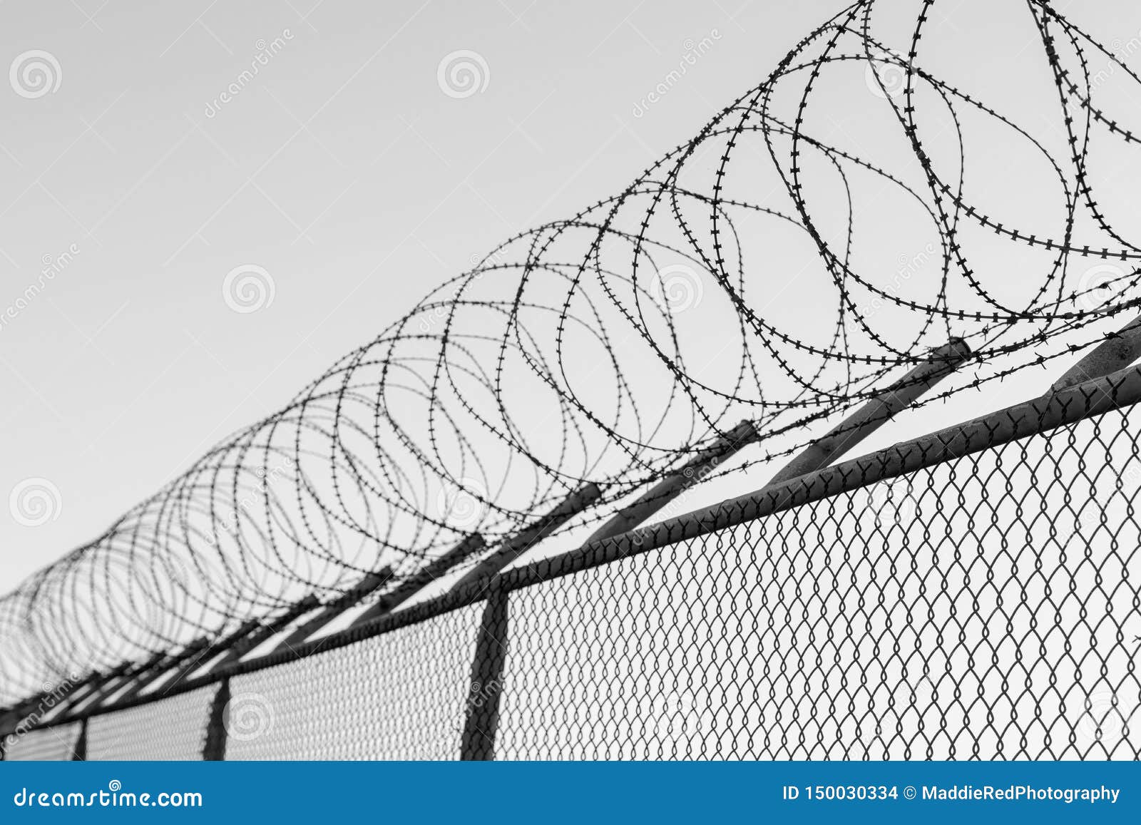 Coils of Razor Wire on Top of a Wire Mesh Perimeter Fence Stock Photo ...