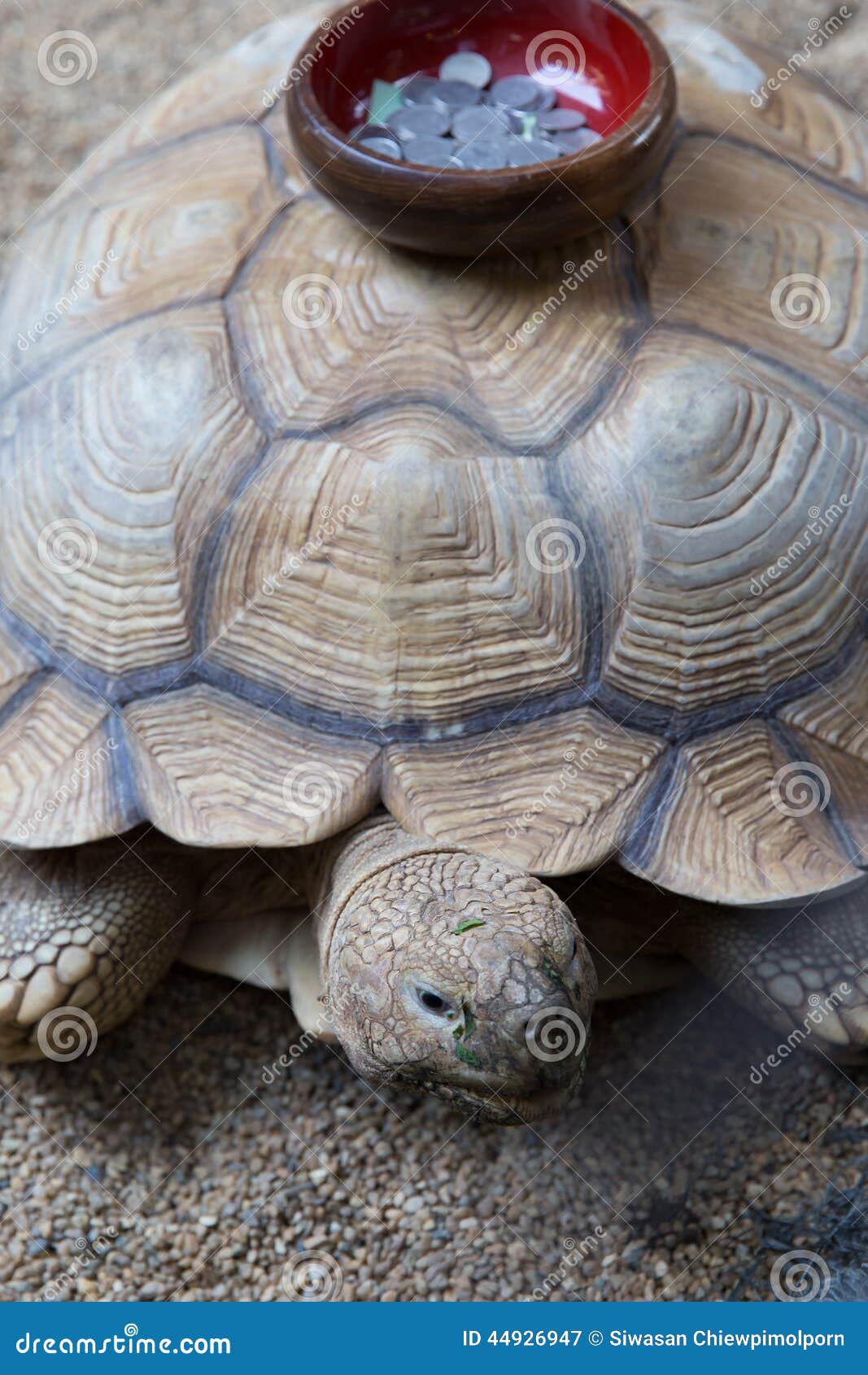 Coin Collection Bowl Shell Turtle Stock Photos - Free & Royalty-Free ...