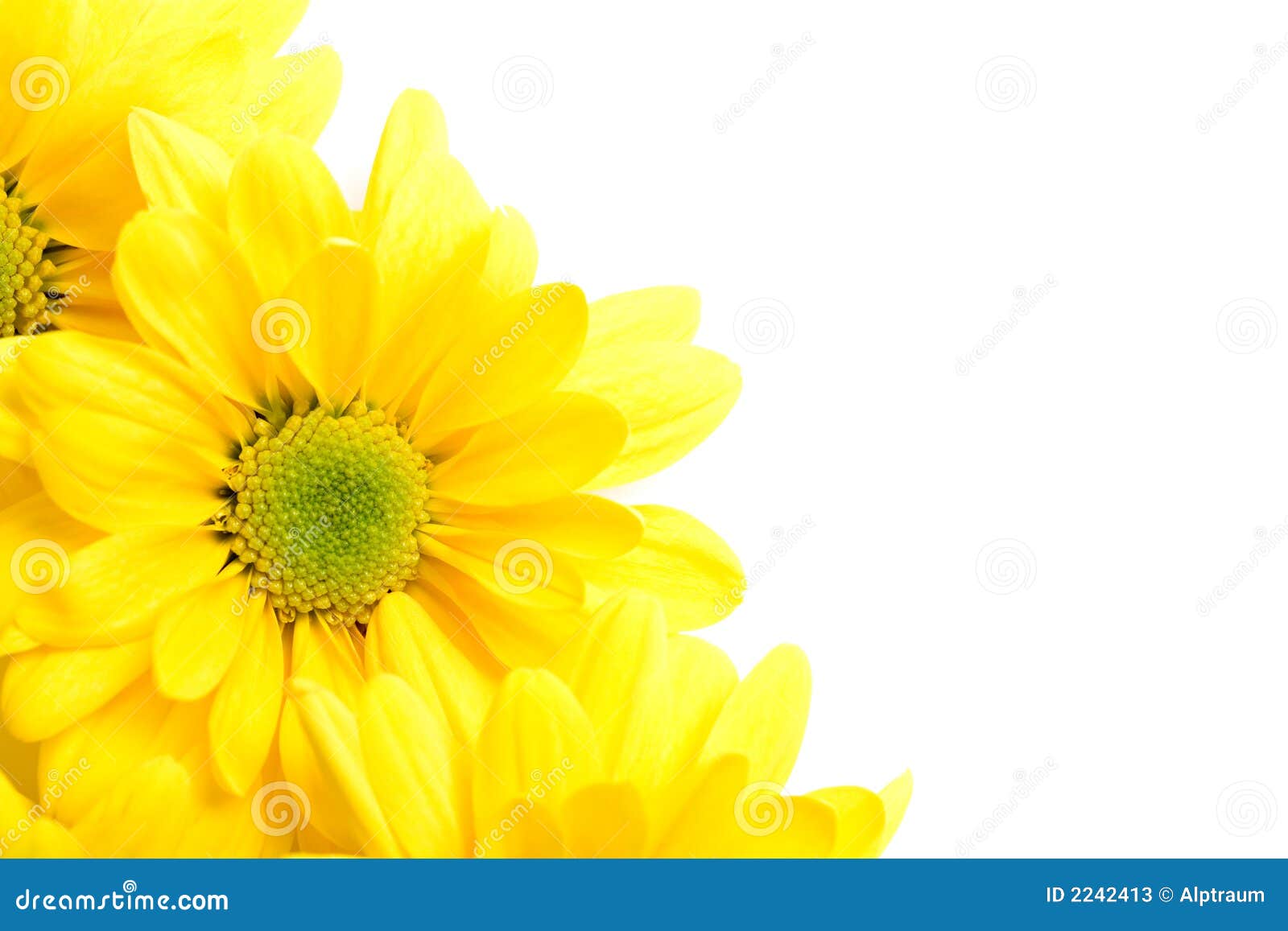 Coin de fleurs image stock. Image du groupe, nature, floraison - 2242413