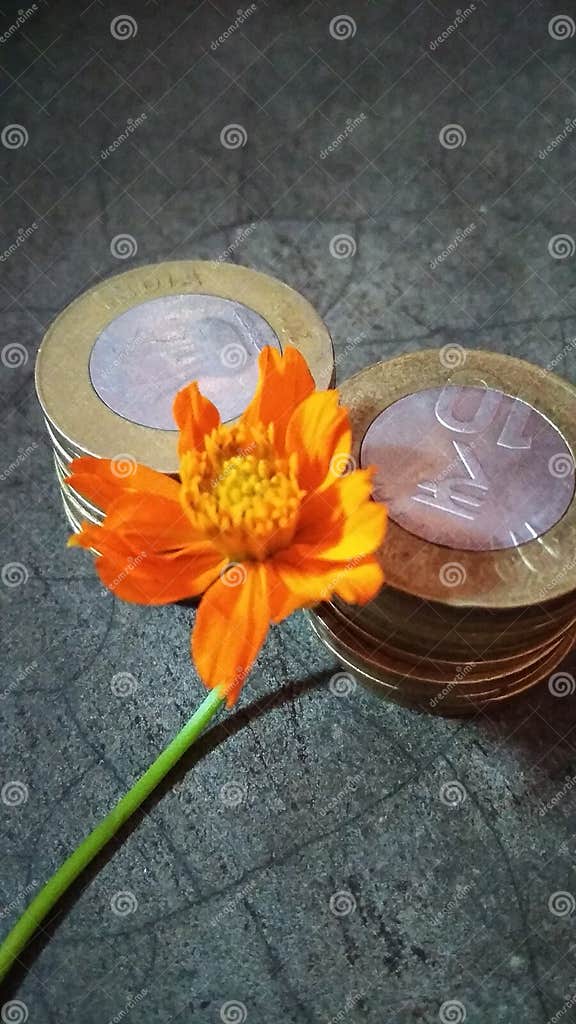 Coin with flower stock photo. Image of steel, flower - 183963732
