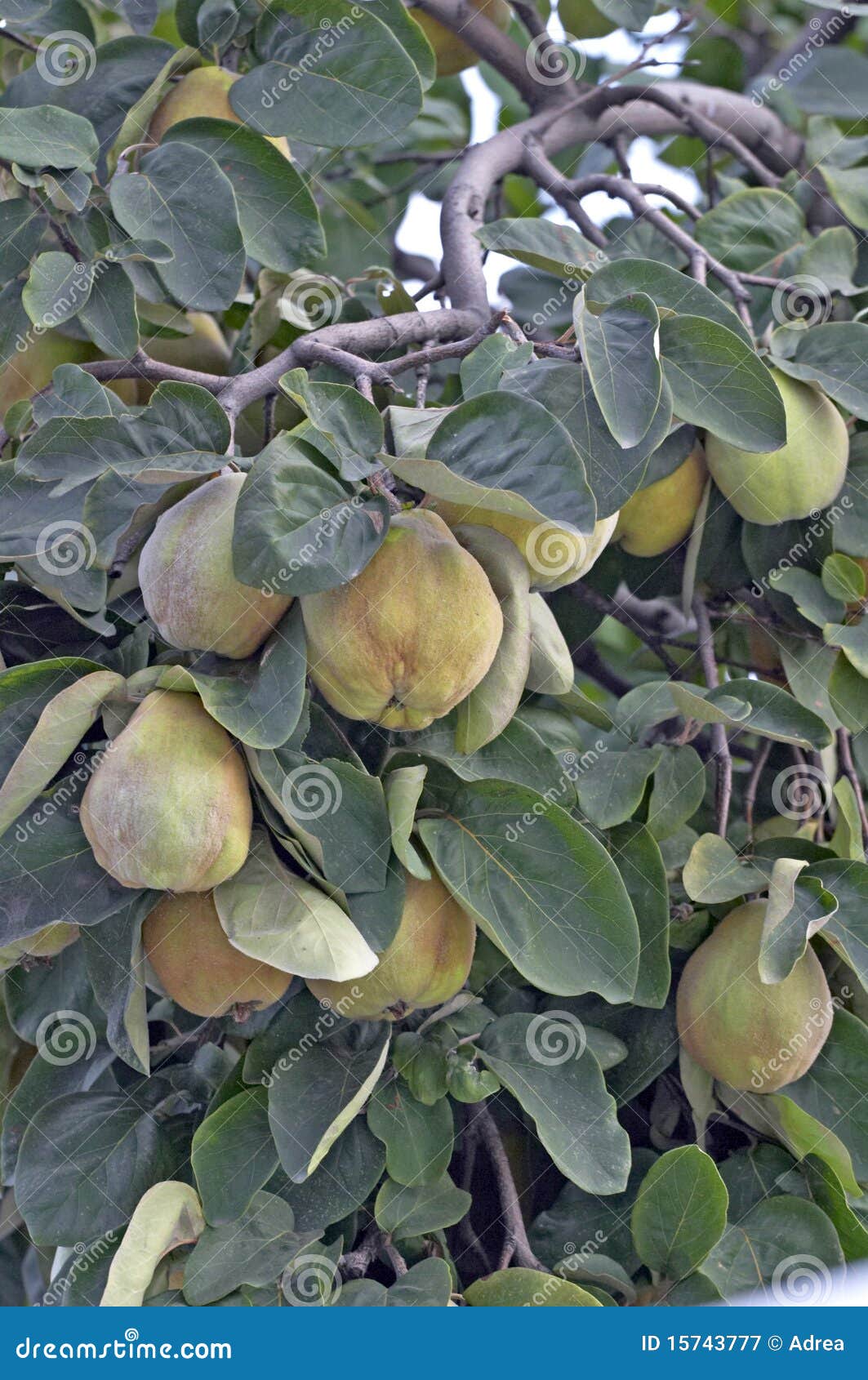 Coing image stock. Image du centrale, coing, amer, lame - 15743777