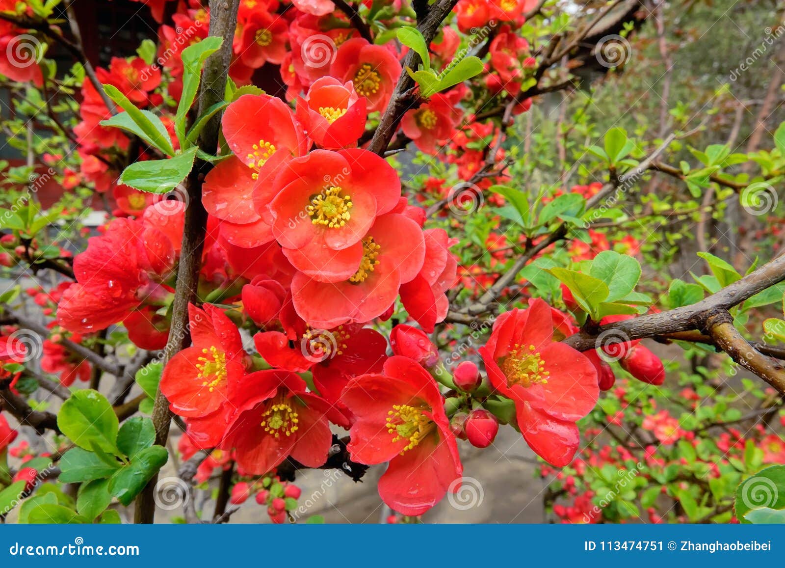 Coing fleurissant commun image stock. Image du bourgeons - 113474751