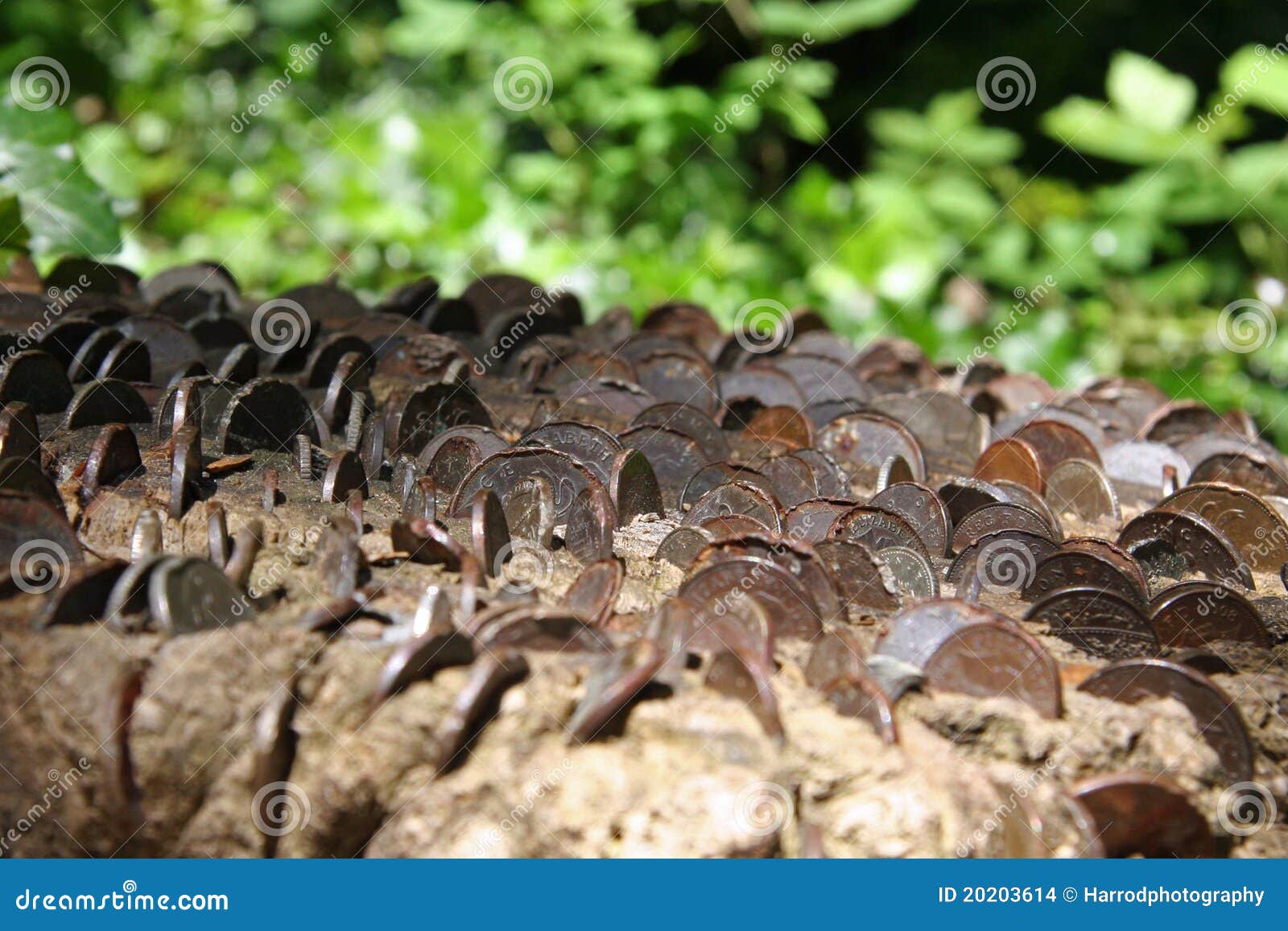 Coins Embedded in Tree Stump Stock Photo - Image of stump, copper: 20203614