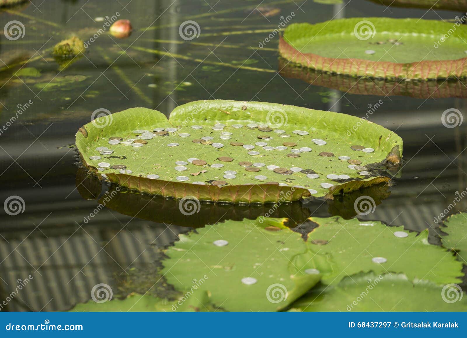 Coins Giant Victoria Lotus Leaf Stock Photos - Free & Royalty-Free ...