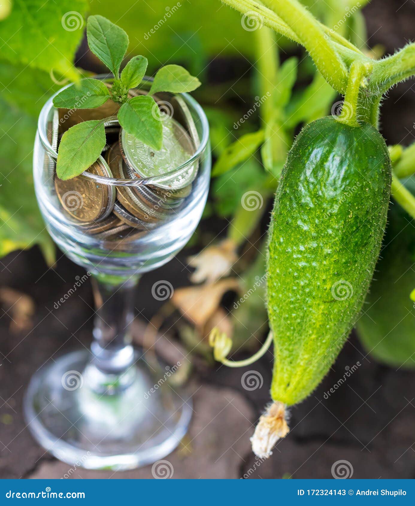 Coins in a Glass Cup in Cucumbers Stock Image - Image of finance ...
