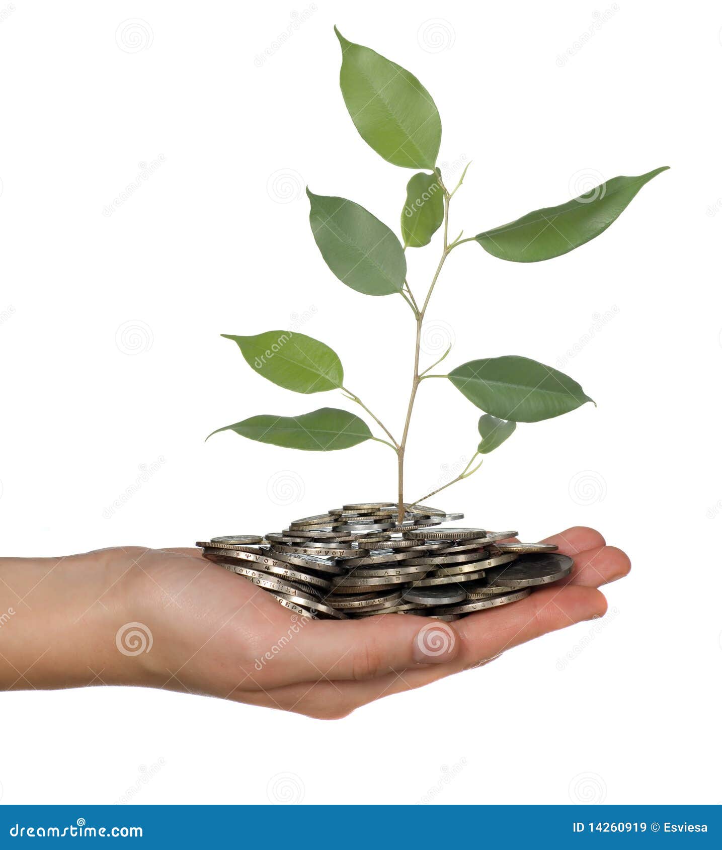 Coins in Hand and Branch of Tree Stock Image - Image of finger, white ...