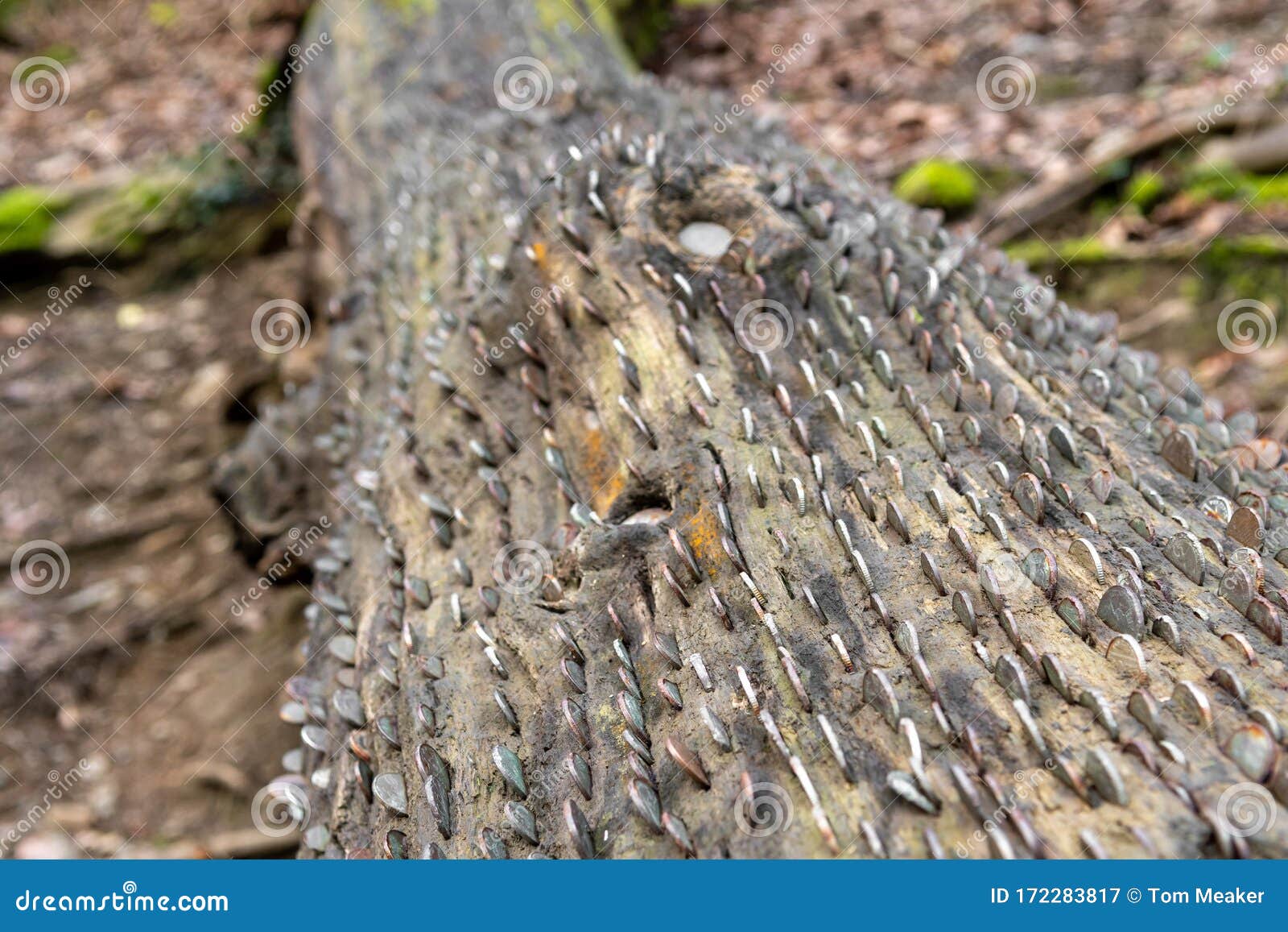 Coins in a log stock image. Image of ornament, rural - 172283817