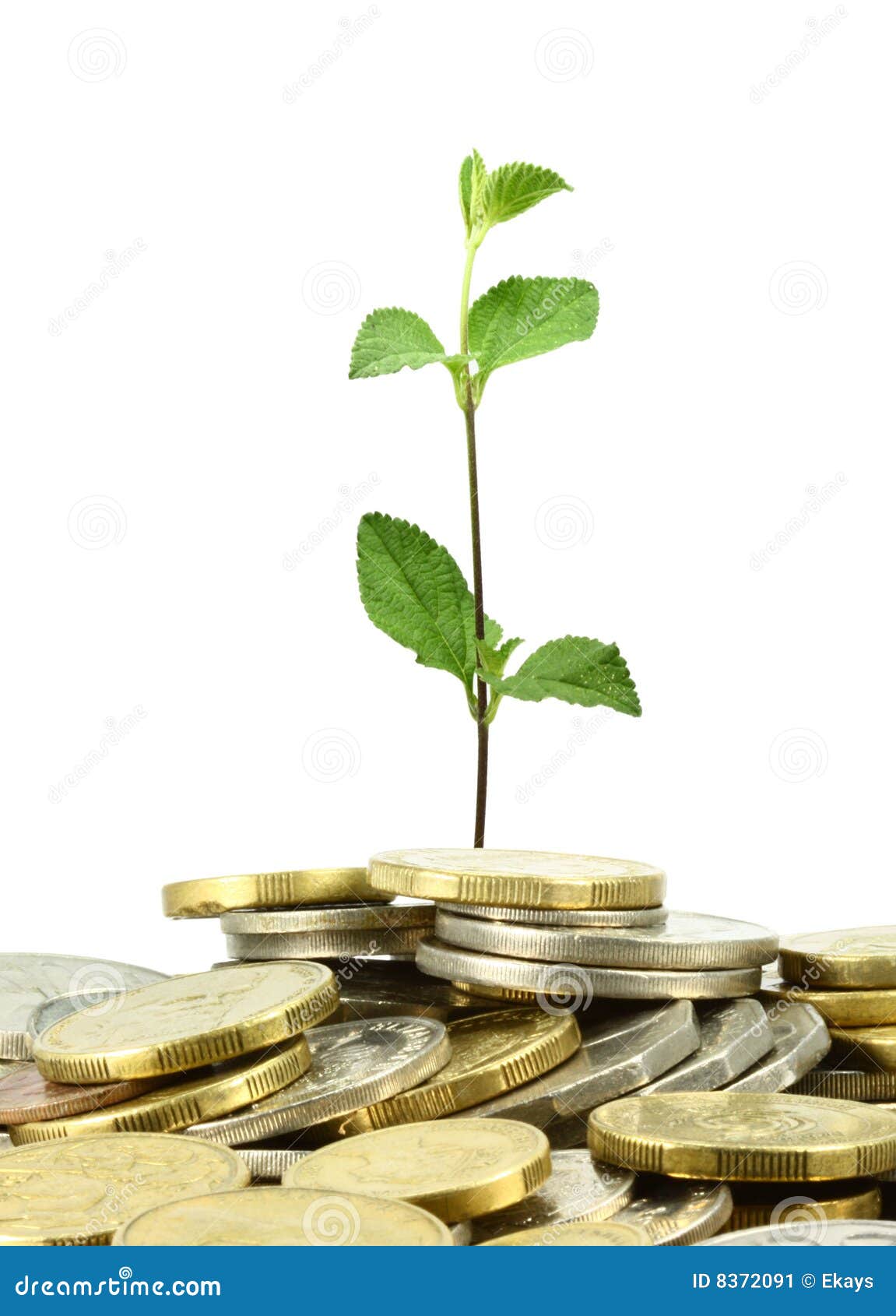 Coins money tree stock image. Image of financial, grow - 8372091