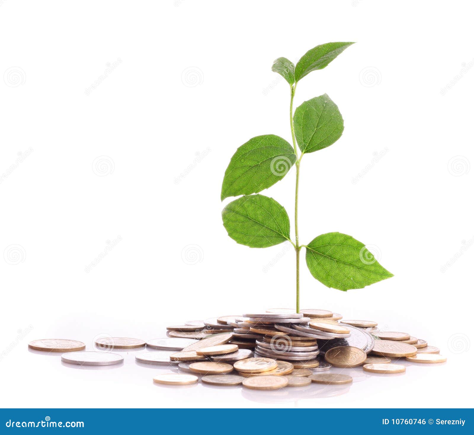 Coins and plant isolated stock photo. Image of currency - 10760746 Coins and plant isolated stock photo. Image of currency - 10760746
