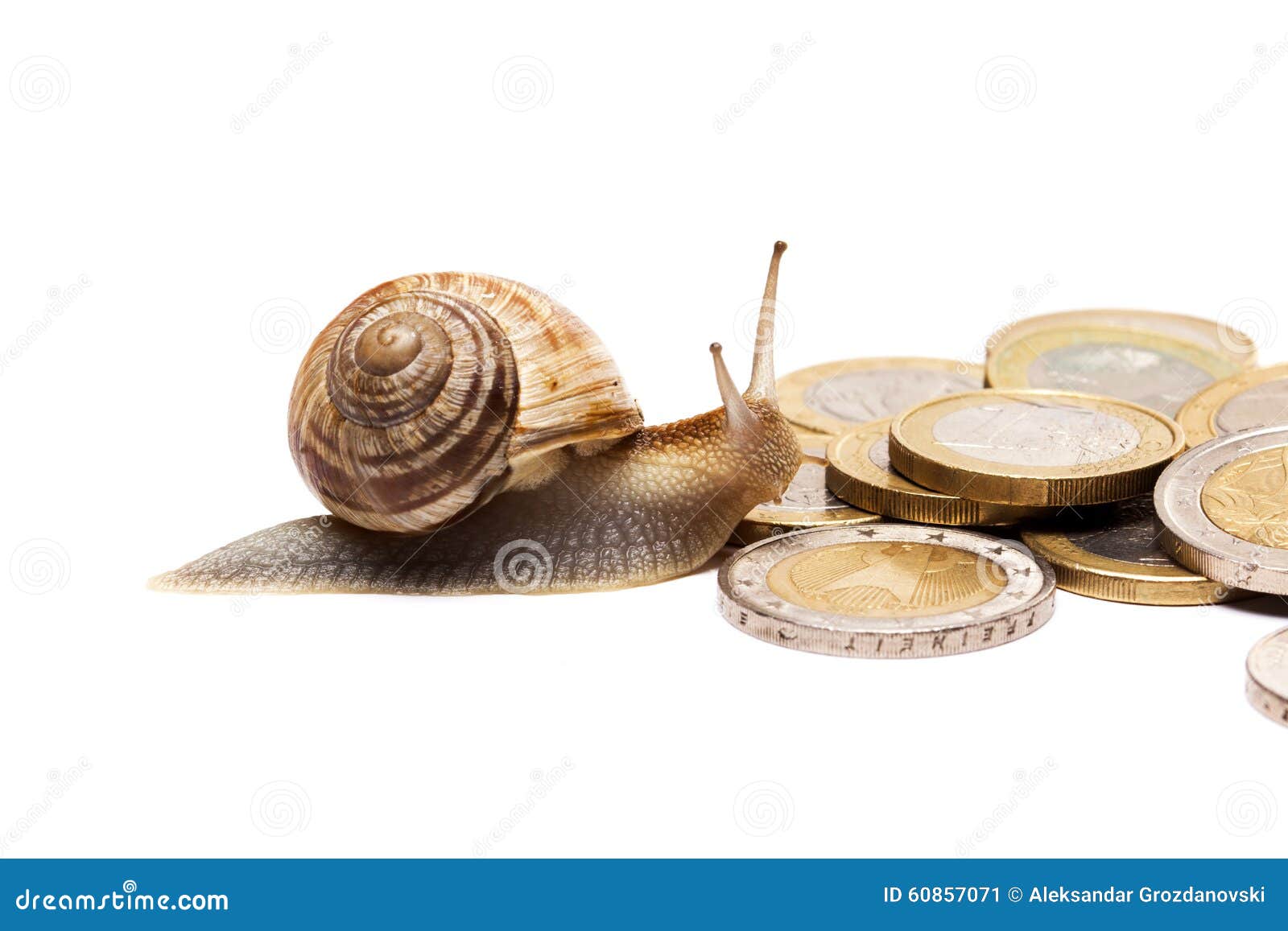 Coins and snail stock image. Image of shell, earnings - 60857071