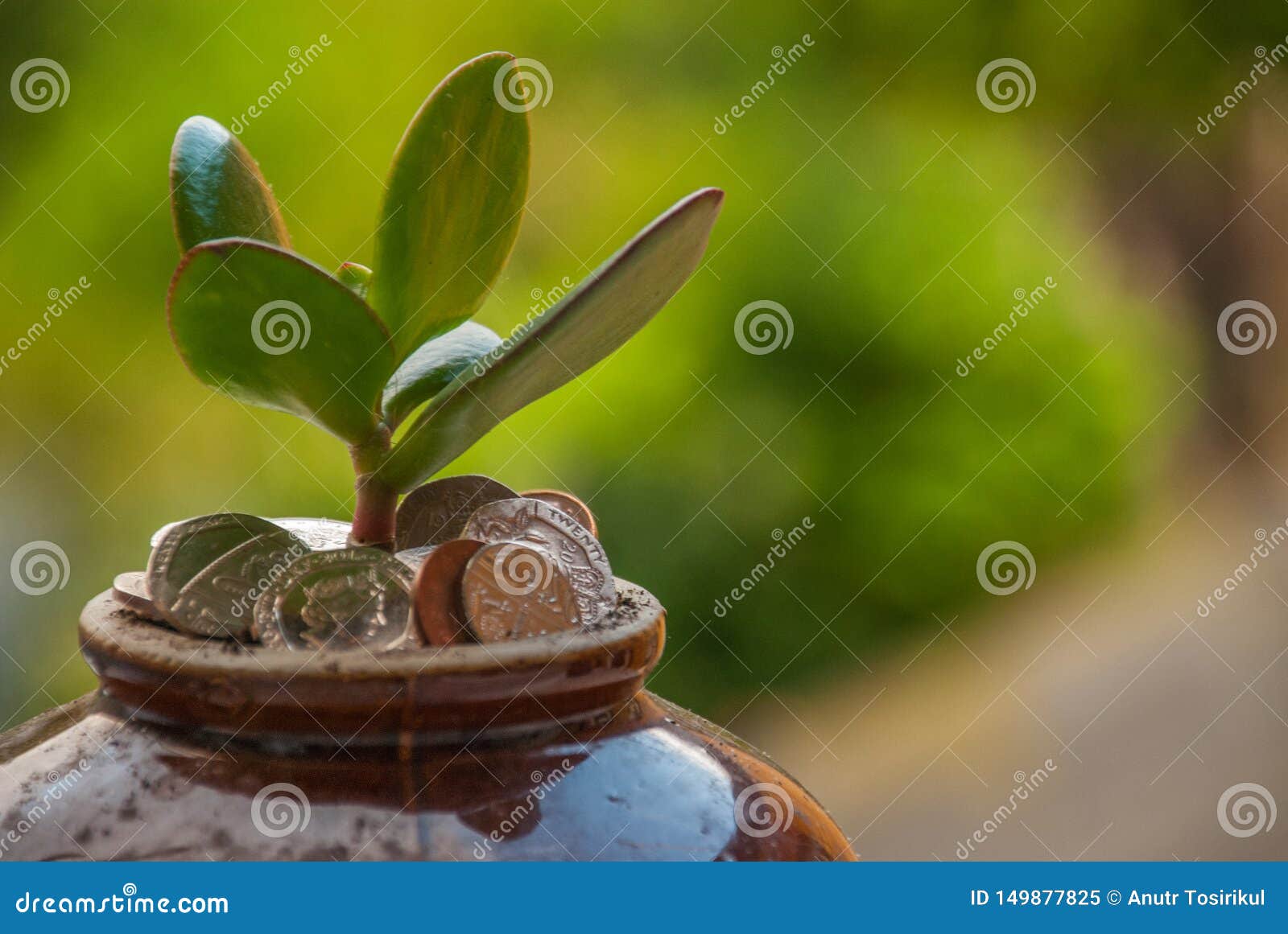 A Coins with Tree Sprout Growing on Flowerpot with Sunset Light Stock ...