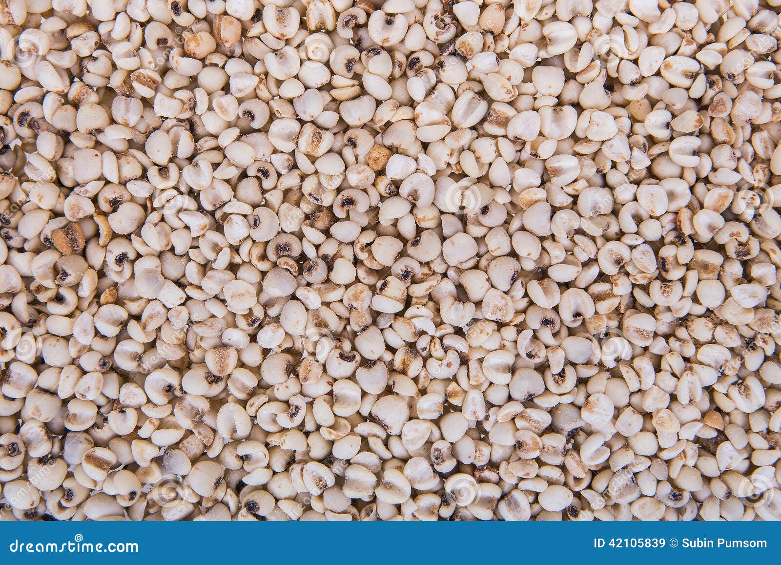 Coix lacryma-jobi stock image. Image of grains, fresh - 42105839