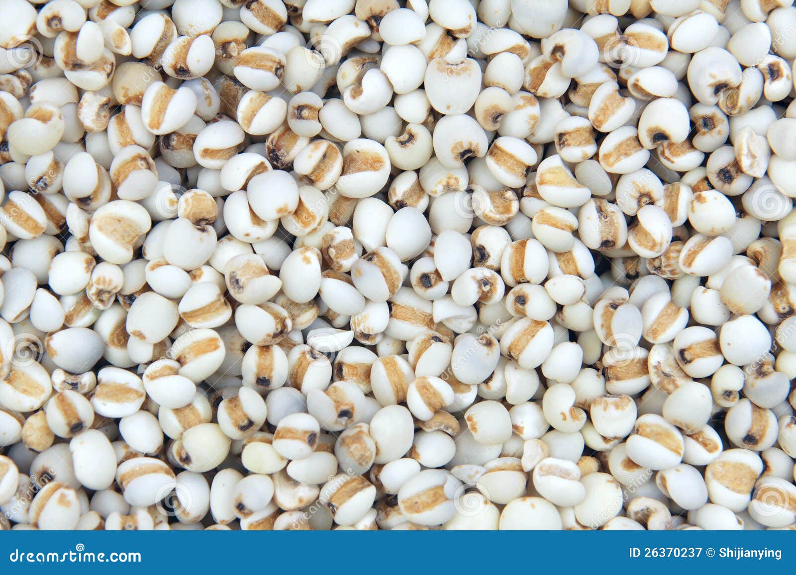 Coix seeds stock image. Image of broomcorn, barley, grain - 26370237