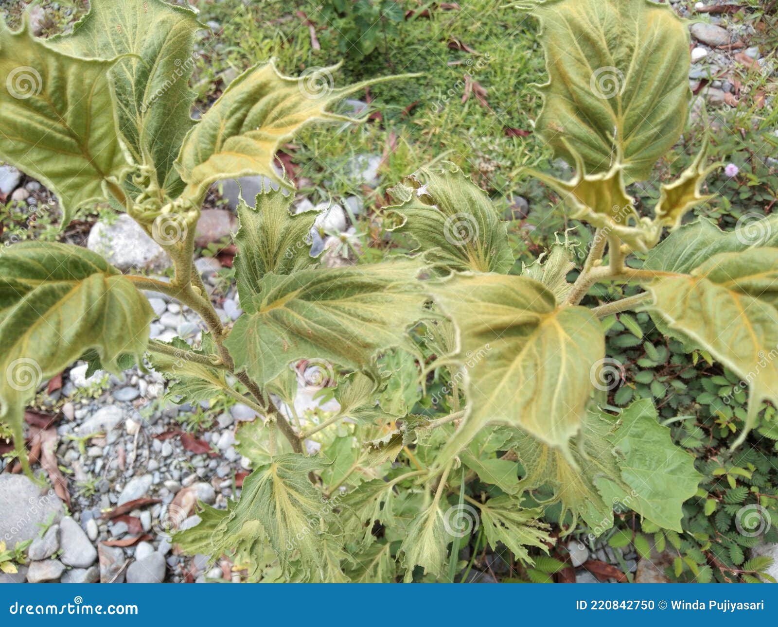 Coka Tree Fruit is Usually Used for Mixed Vegetable Cooking, Has a ...