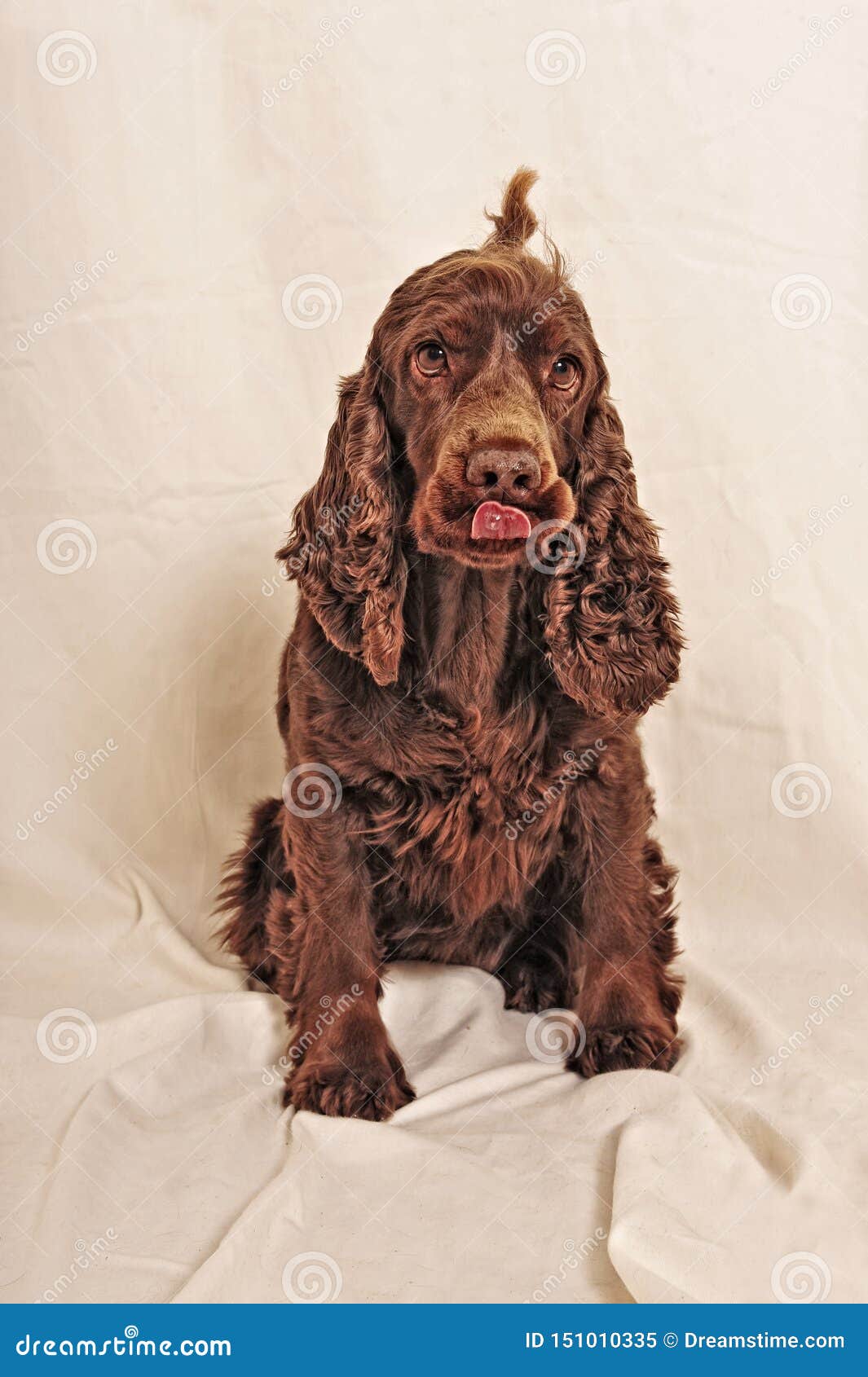 Cocker Spaniel Sticking Out His Tongue Stock Image - Image of husky ...