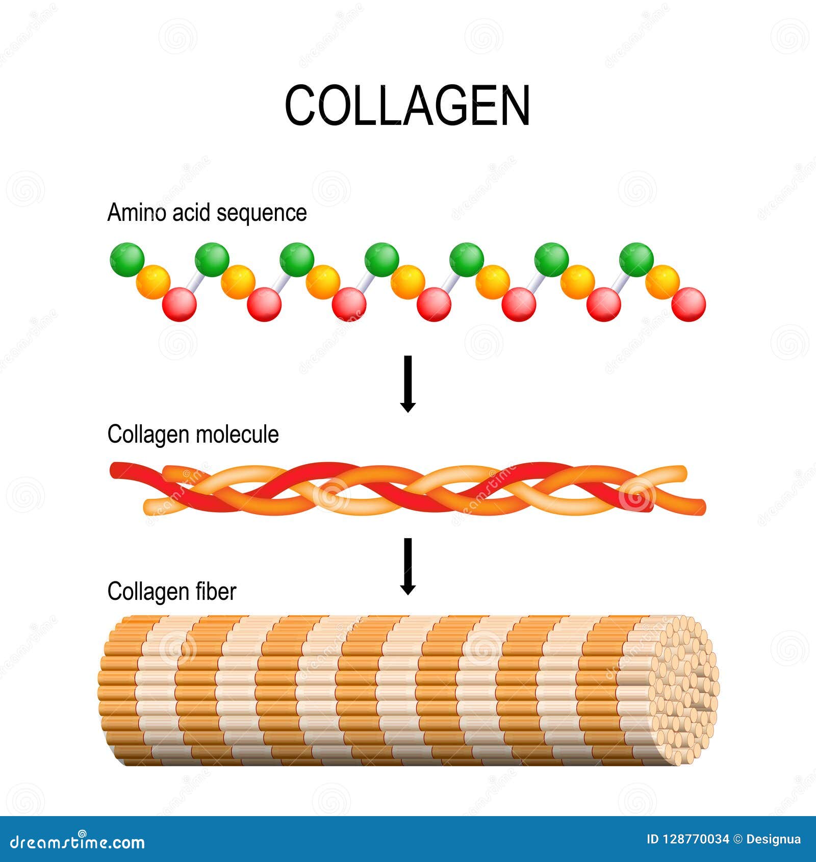 Colágeno Estructura Molecular Ilustración del Vector - Ilustración de ...