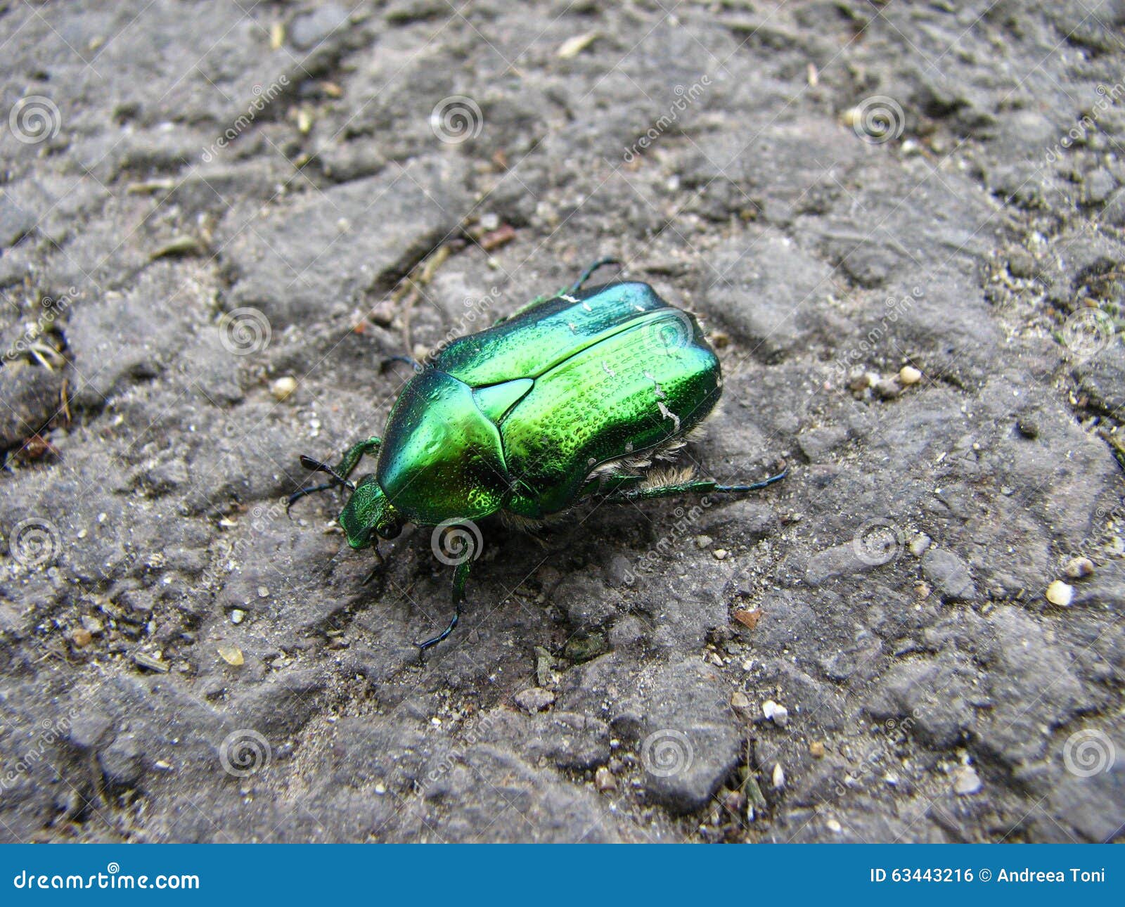 Coléoptère photo stock. Image du rocheux, brillant, insecte - 63443216