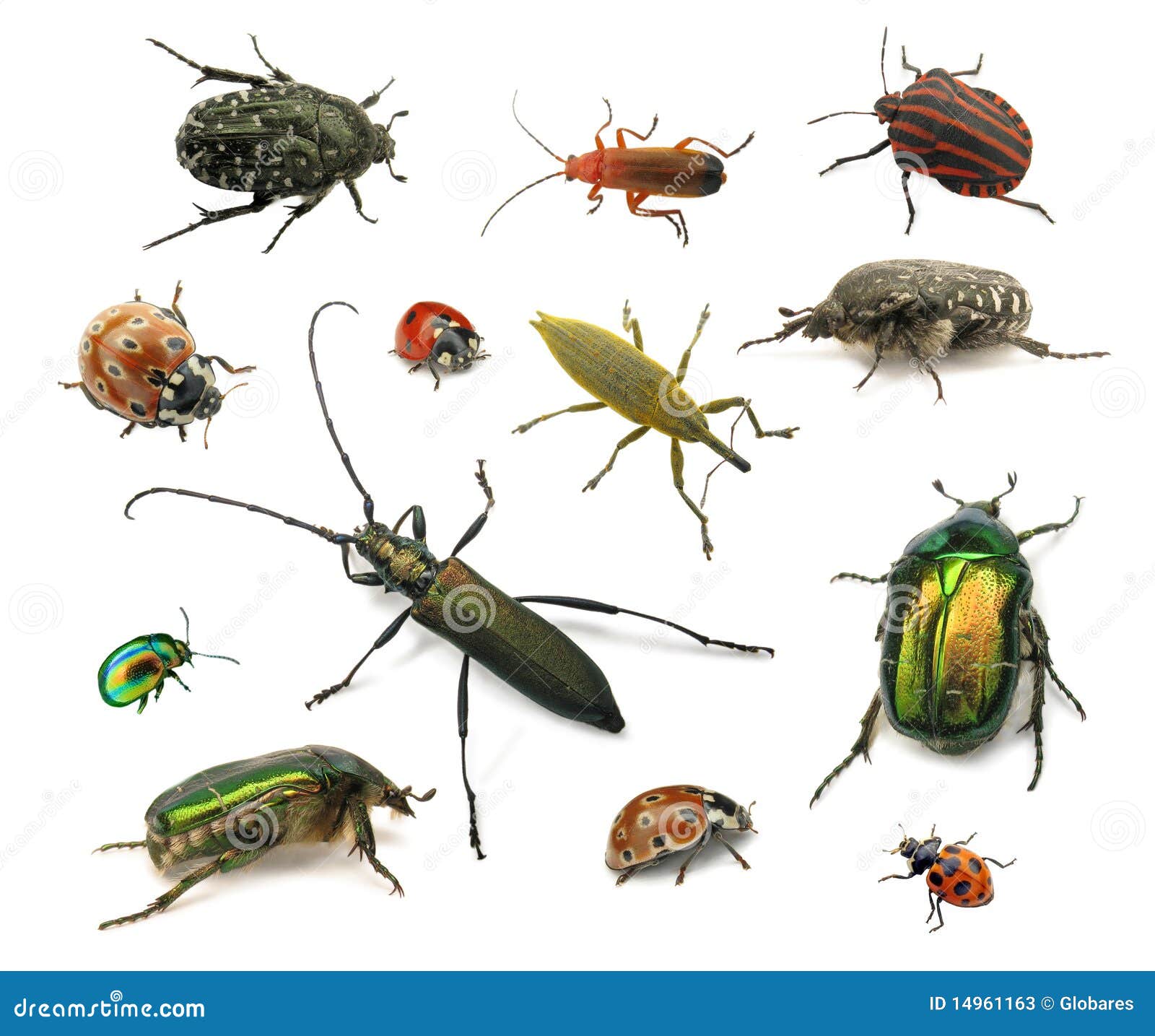 Coléoptères image stock. Image du insecte, coléoptère - 14961163