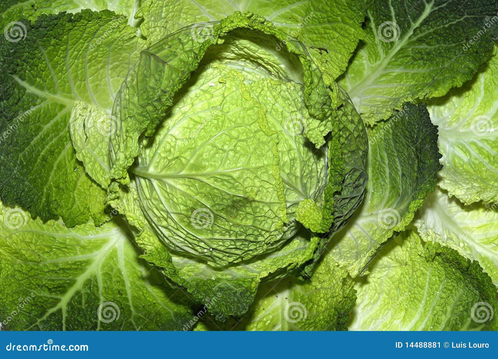 Col imagen de archivo. Imagen de agricultura, coma, frescura - 14488881