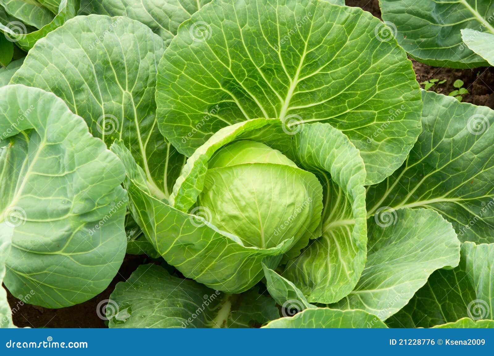 Col foto de archivo. Imagen de verde, brillante, vegetariano - 21228776