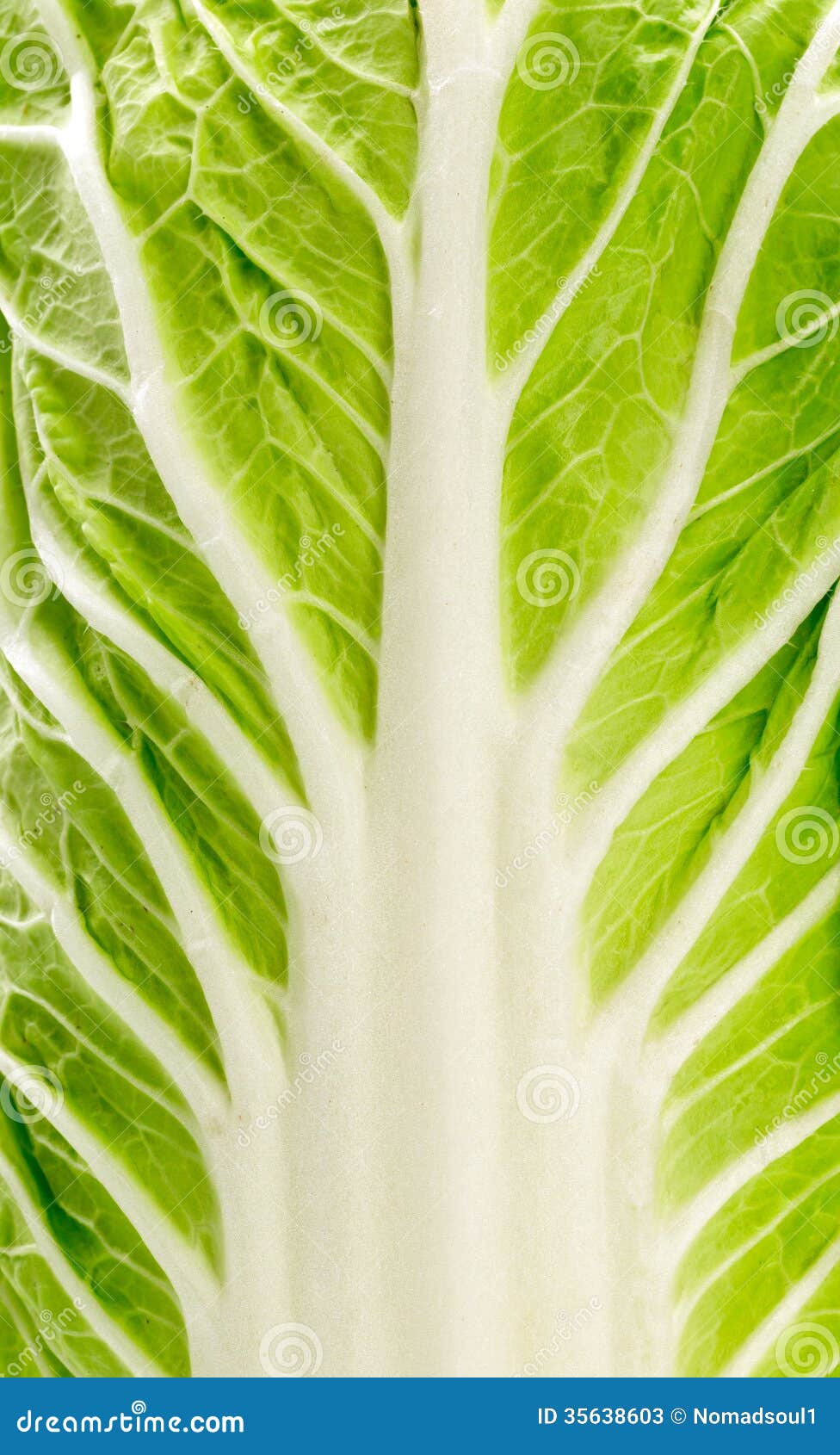 Col imagen de archivo. Imagen de macro, cosecha, alimento - 35638603