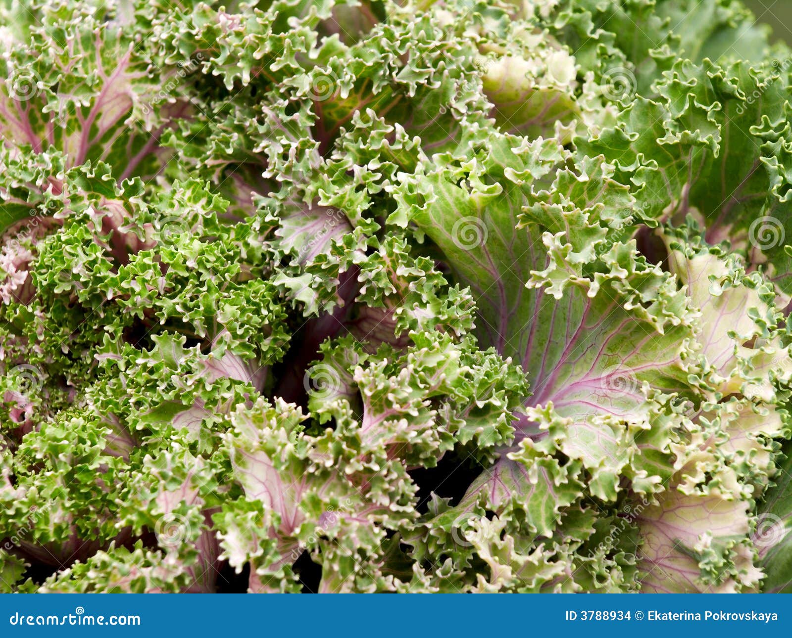 Col foto de archivo. Imagen de estructura, color, alimento - 3788934