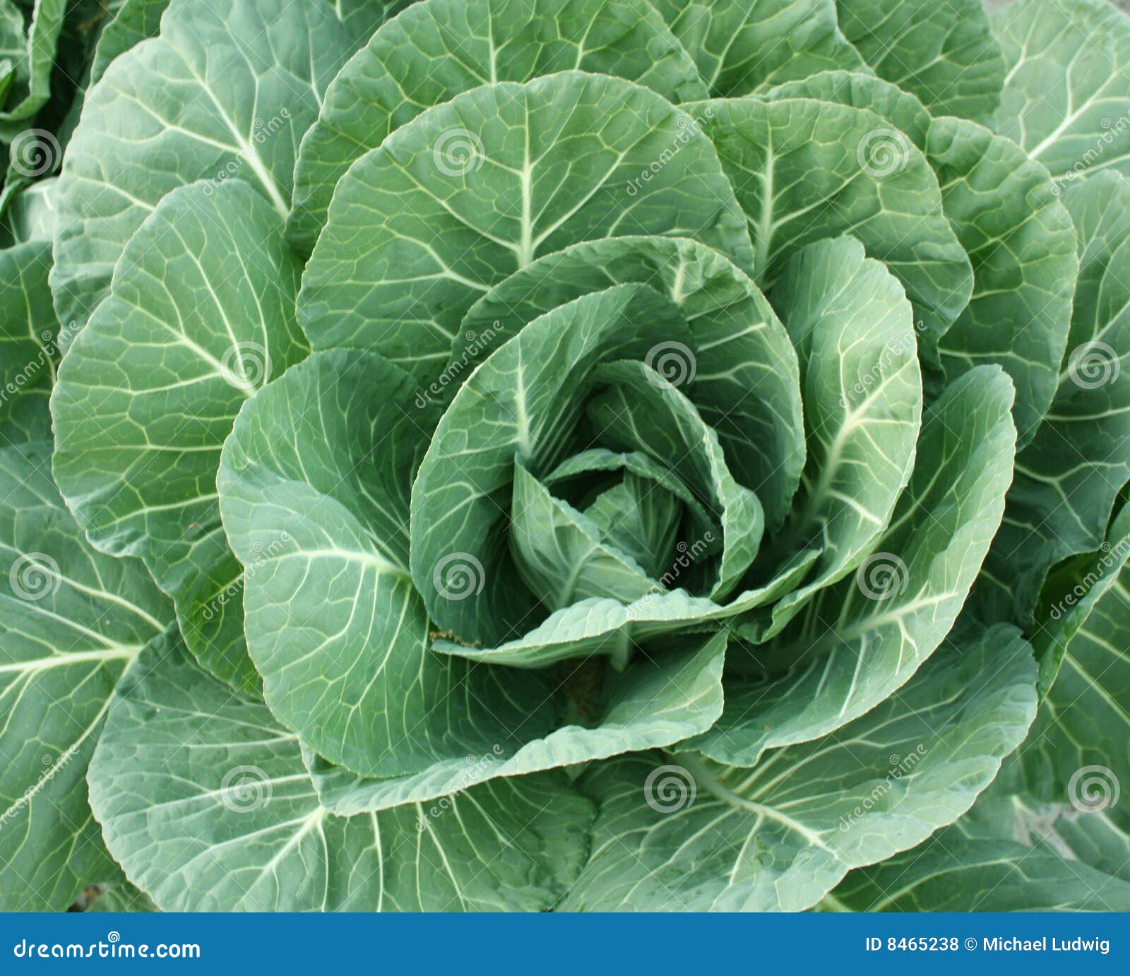 Col foto de archivo. Imagen de agricultura, alimento, hoja - 8465238