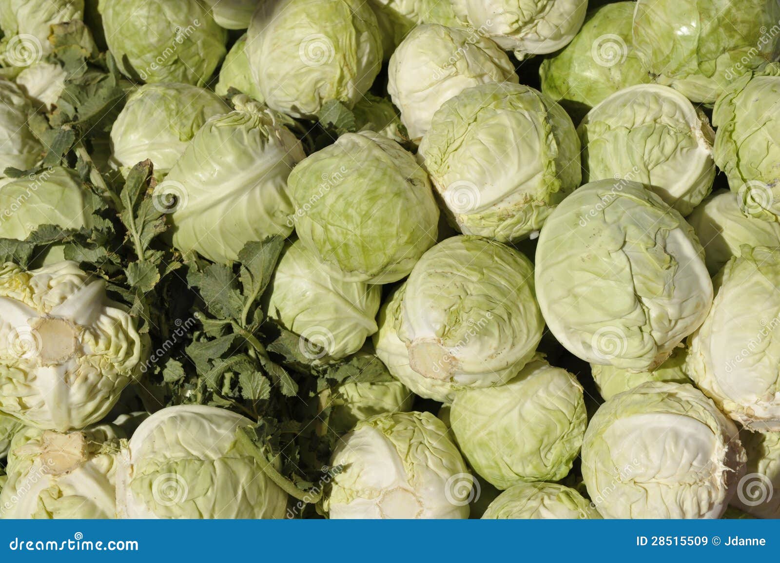 Col blanca imagen de archivo. Imagen de alimento, venta - 28515509