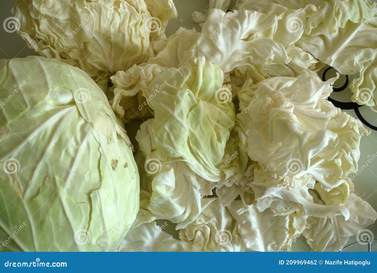 Col Blanca De Col Blanca Para Relleno Foto de archivo - Imagen de ...