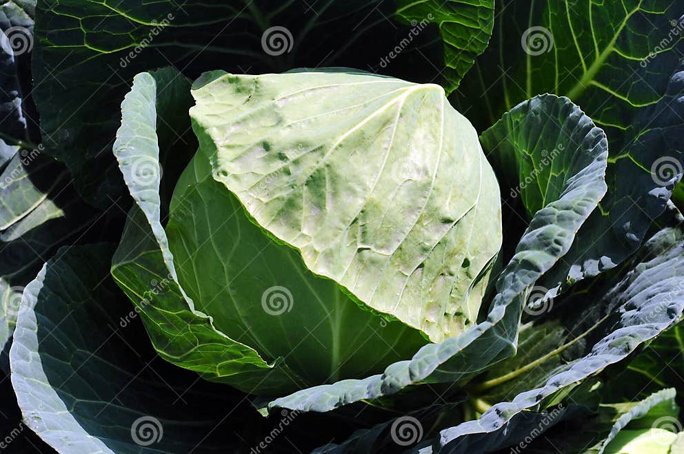 Col de apio foto de archivo. Imagen de ensalada, invernadero - 22135128