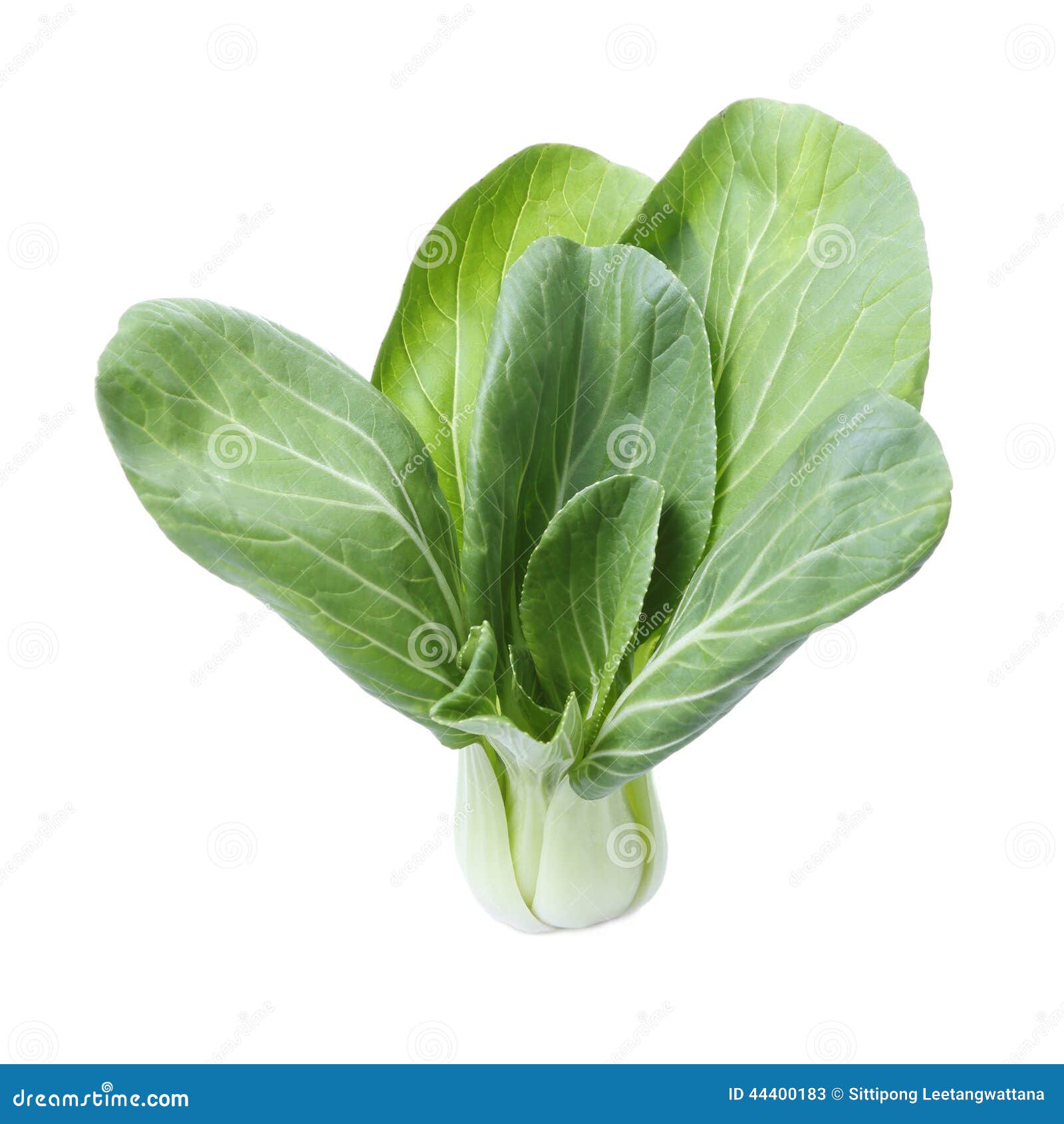 Col de China imagen de archivo. Imagen de verde, vegetariano - 44400183