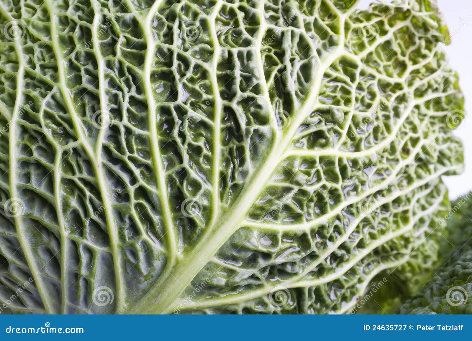 Col de col rizada imagen de archivo. Imagen de hojas - 24635727
