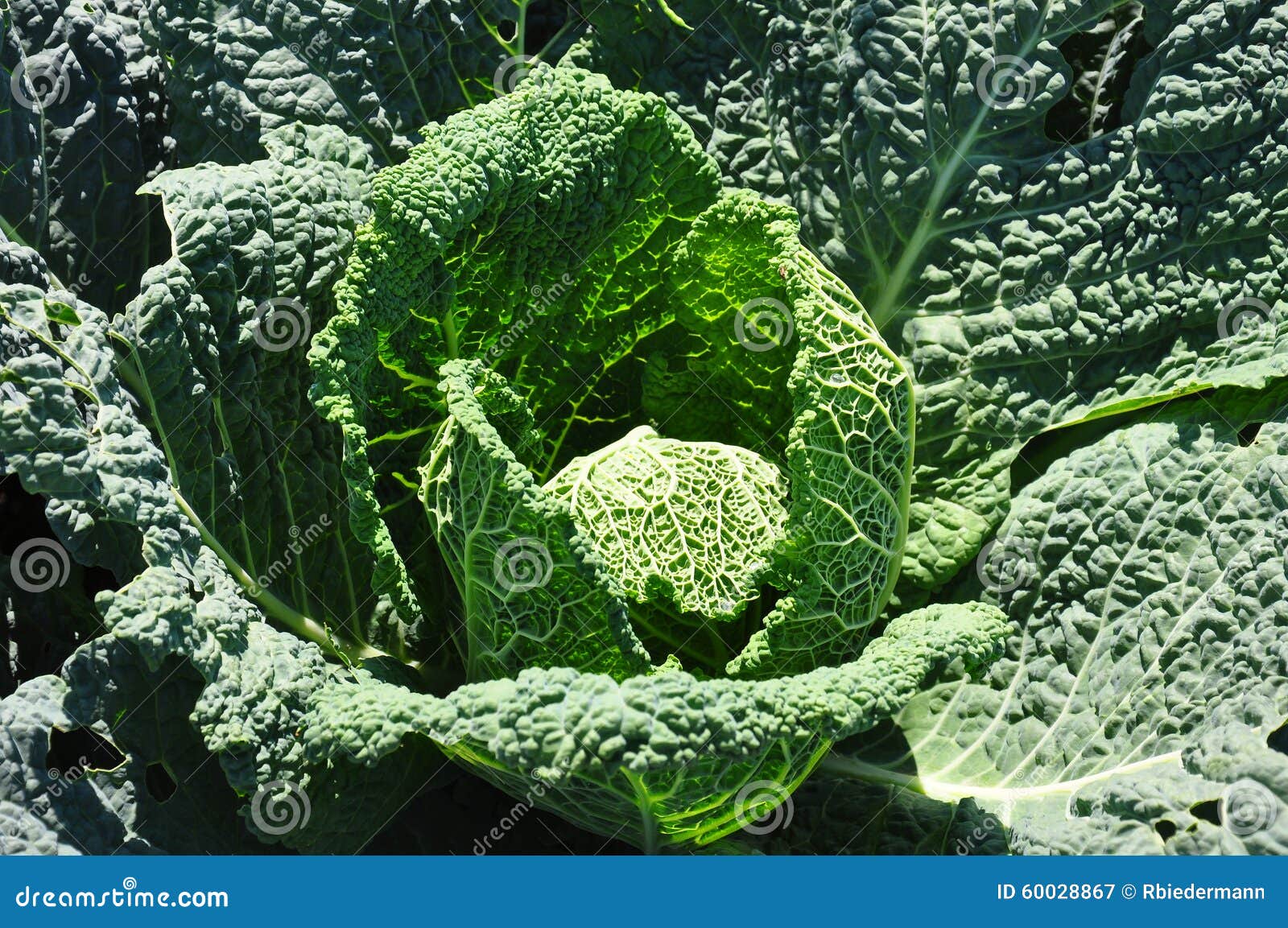 Col de col rizada imagen de archivo. Imagen de planta - 60028867