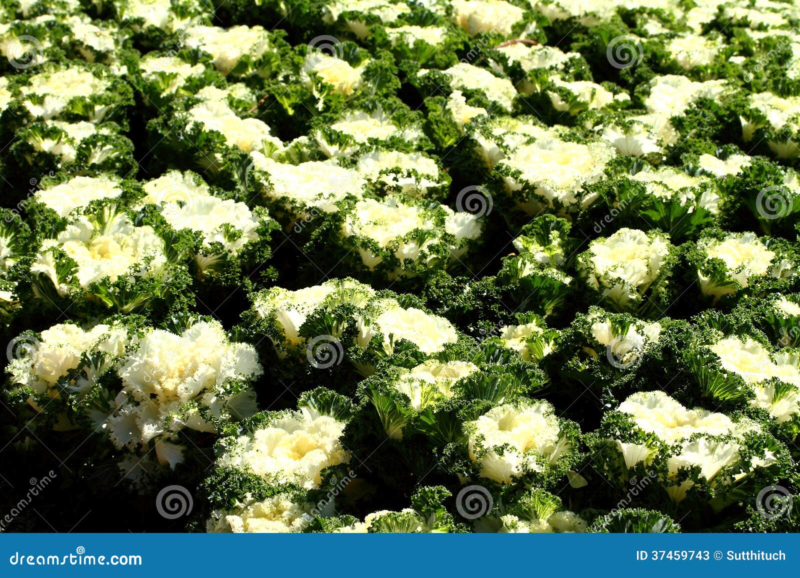 Col de la flor imagen de archivo. Imagen de brillante - 37459743