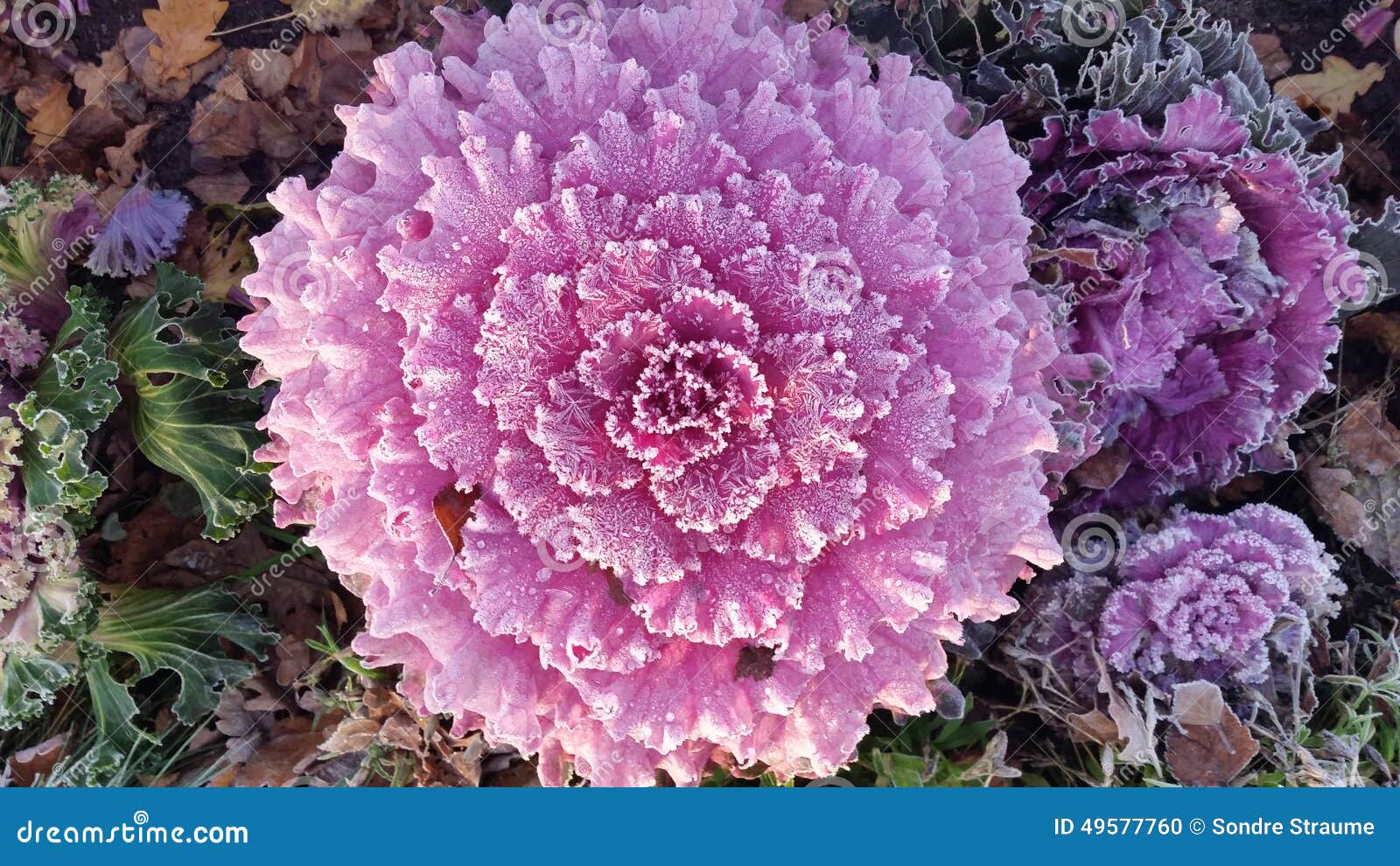 Col De La Flor De La Brassica Foto de archivo - Imagen de noruego ...