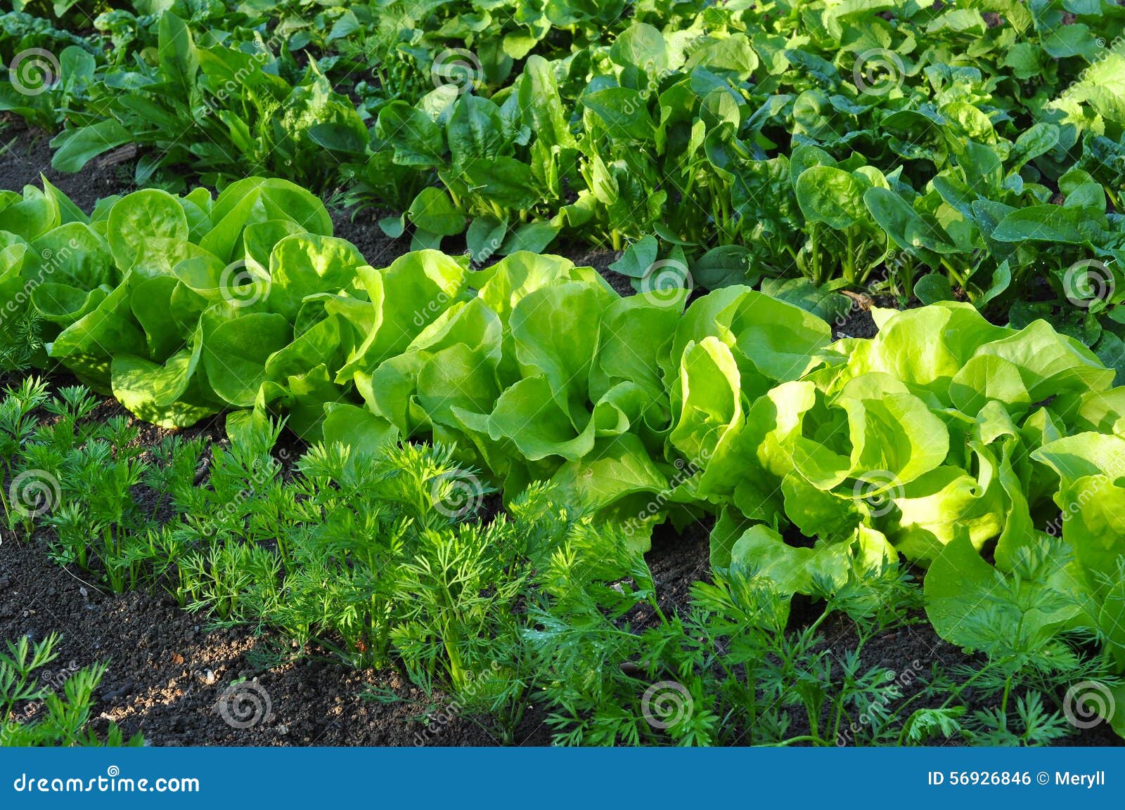 Col de la lechuga foto de archivo. Imagen de agricultura - 56926846