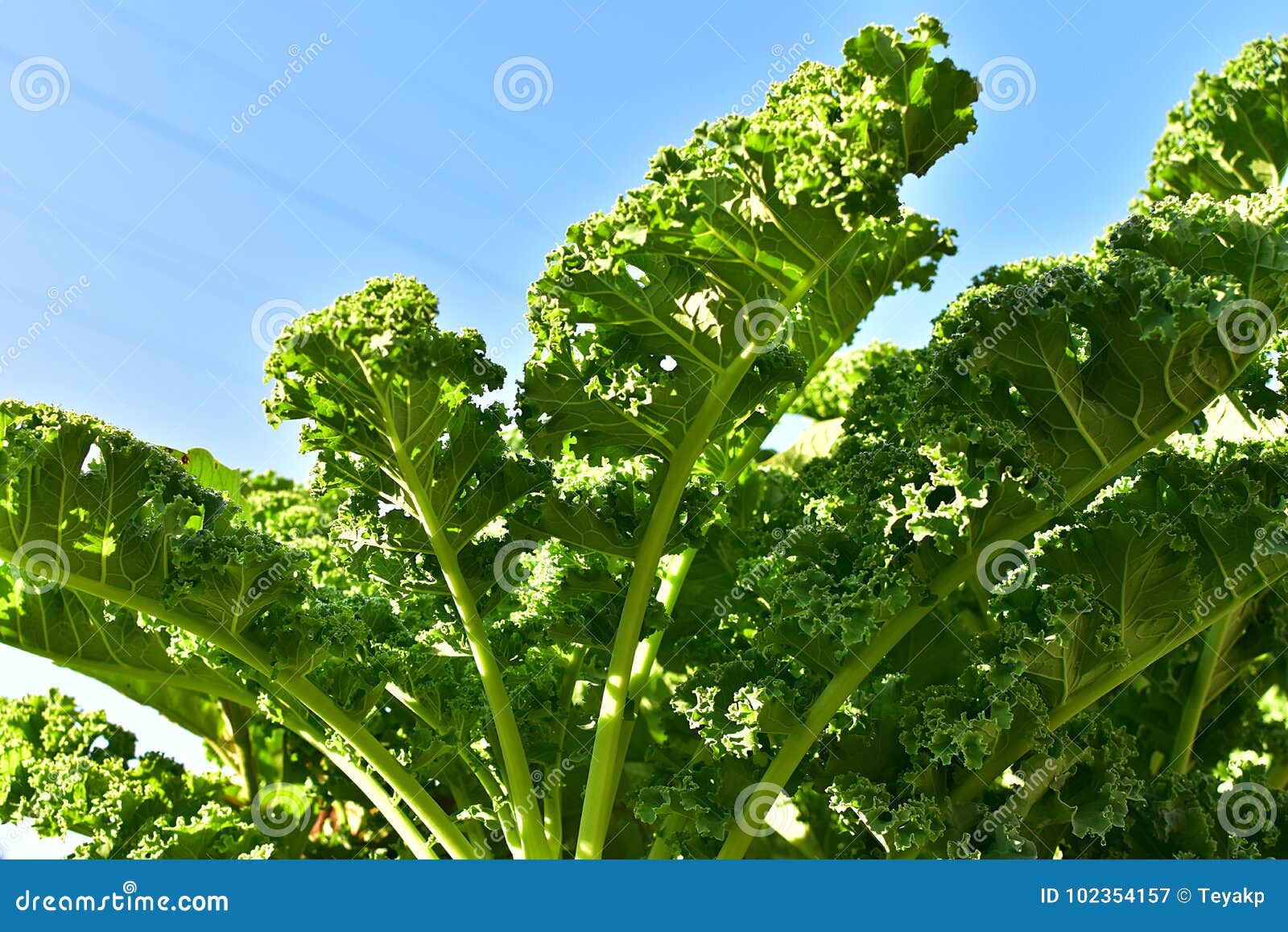 Col De La Col Rizada O De La Hoja Imagen de archivo - Imagen de ...