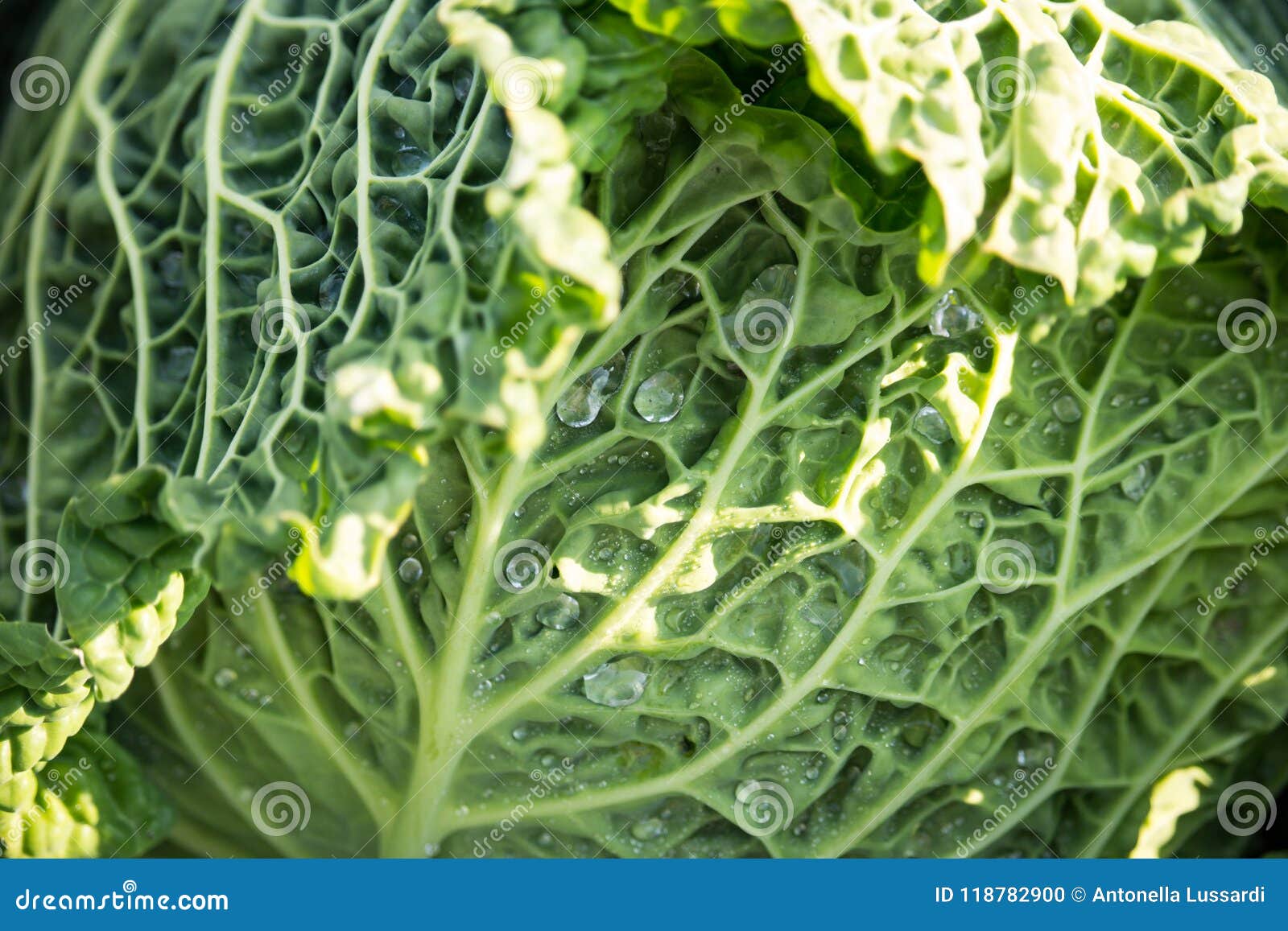 Col De Col Rizada Verde Del Sabauda De Brassica Oleracea Foto de ...