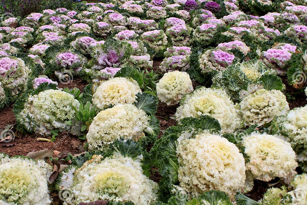 Col Decorativa De La Col Rizada Foto de archivo - Imagen de colorido ...