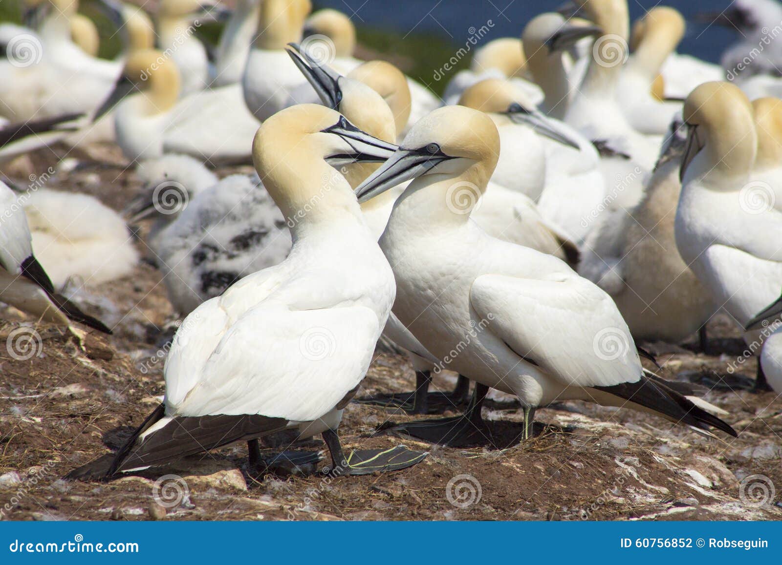 Colônia dos albatrozes foto de stock. Imagem de ganchos - 60756852