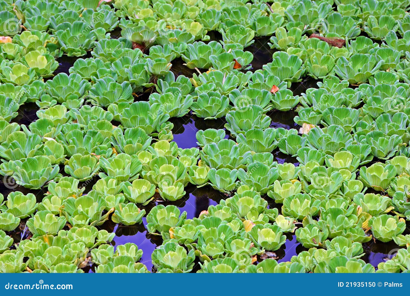 Col O Lechuga De Agua Foto de archivo - Imagen: 21935150